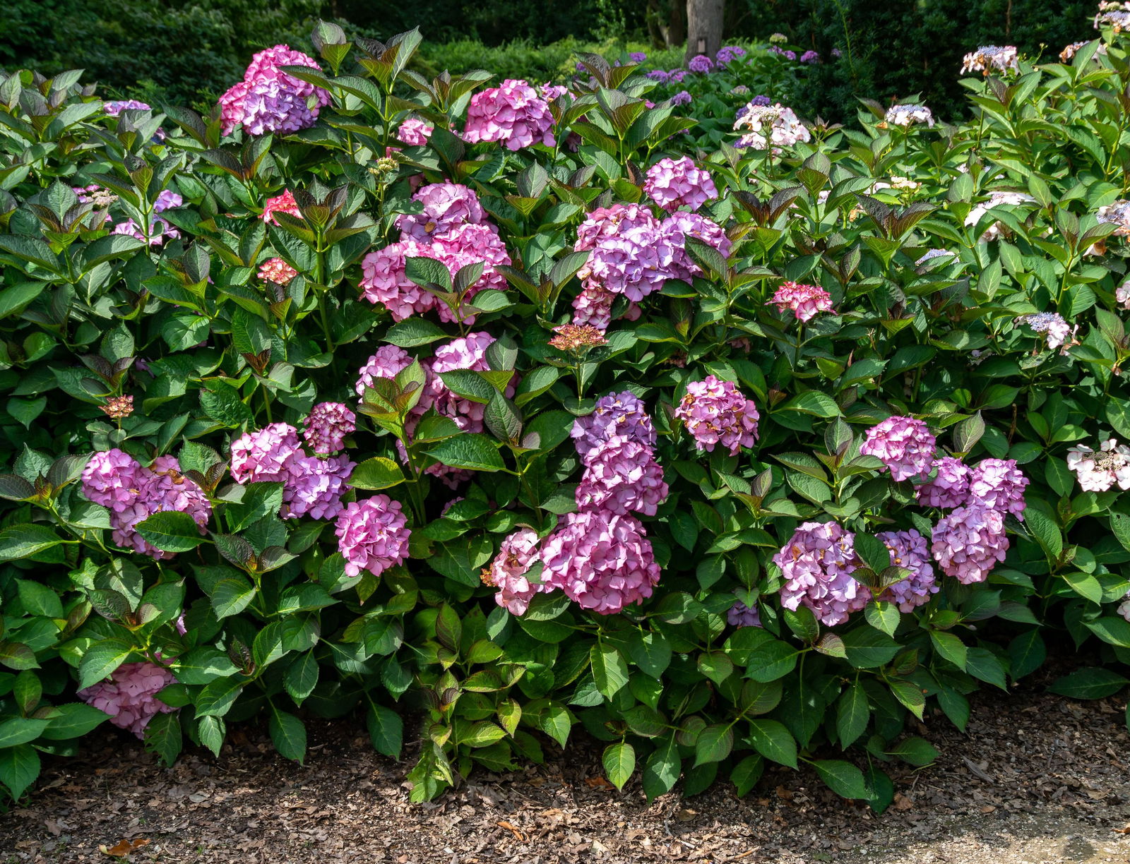 Bauernhortensie Adula Rose - Hydrangea macrophylla Adula Rose günstig ...