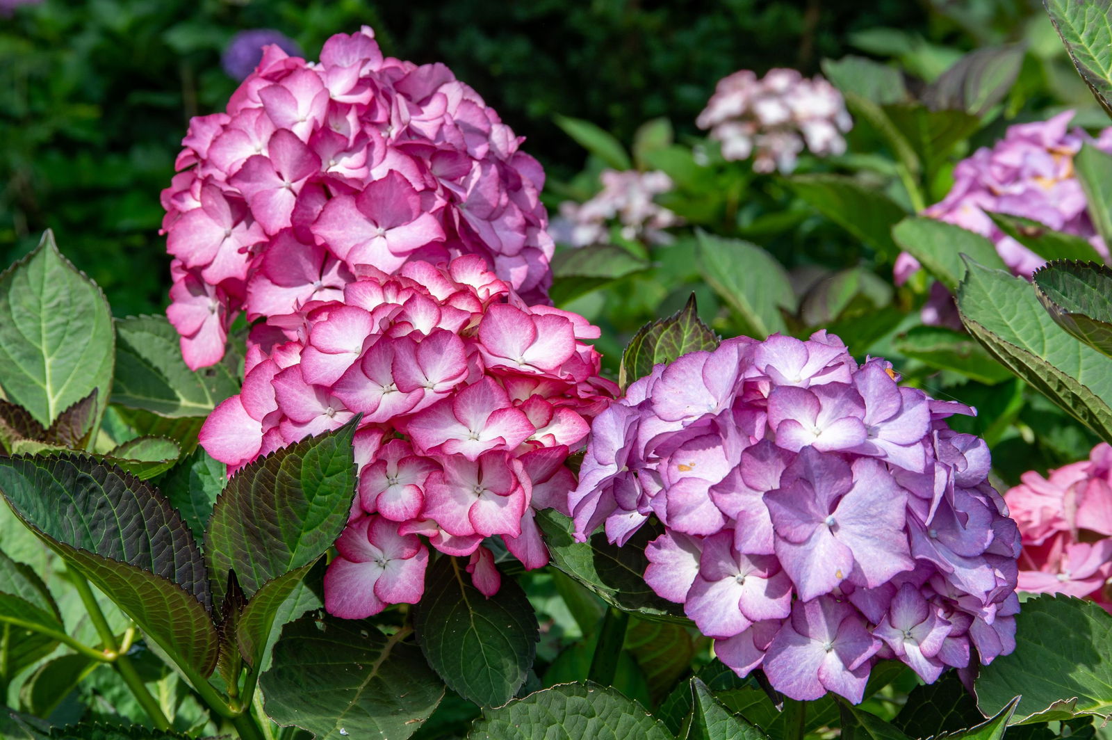 Bauernhortensie Adula Rose - Hydrangea macrophylla Adula Rose günstig ...