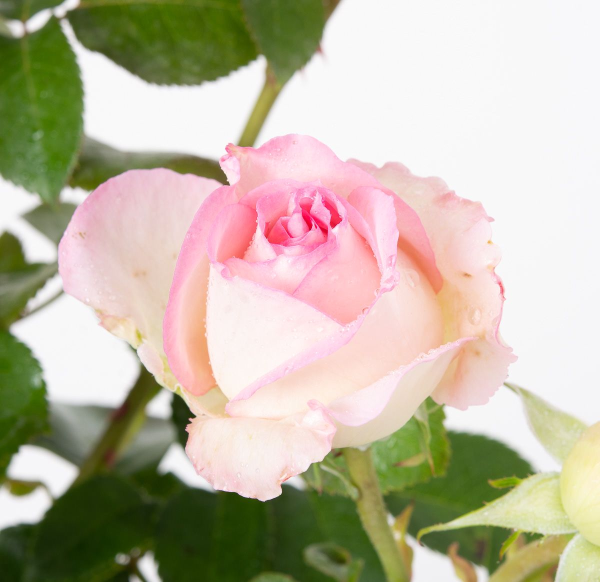 Edelrose Ragazza ® - Rosa Ragazza ® günstig kaufen