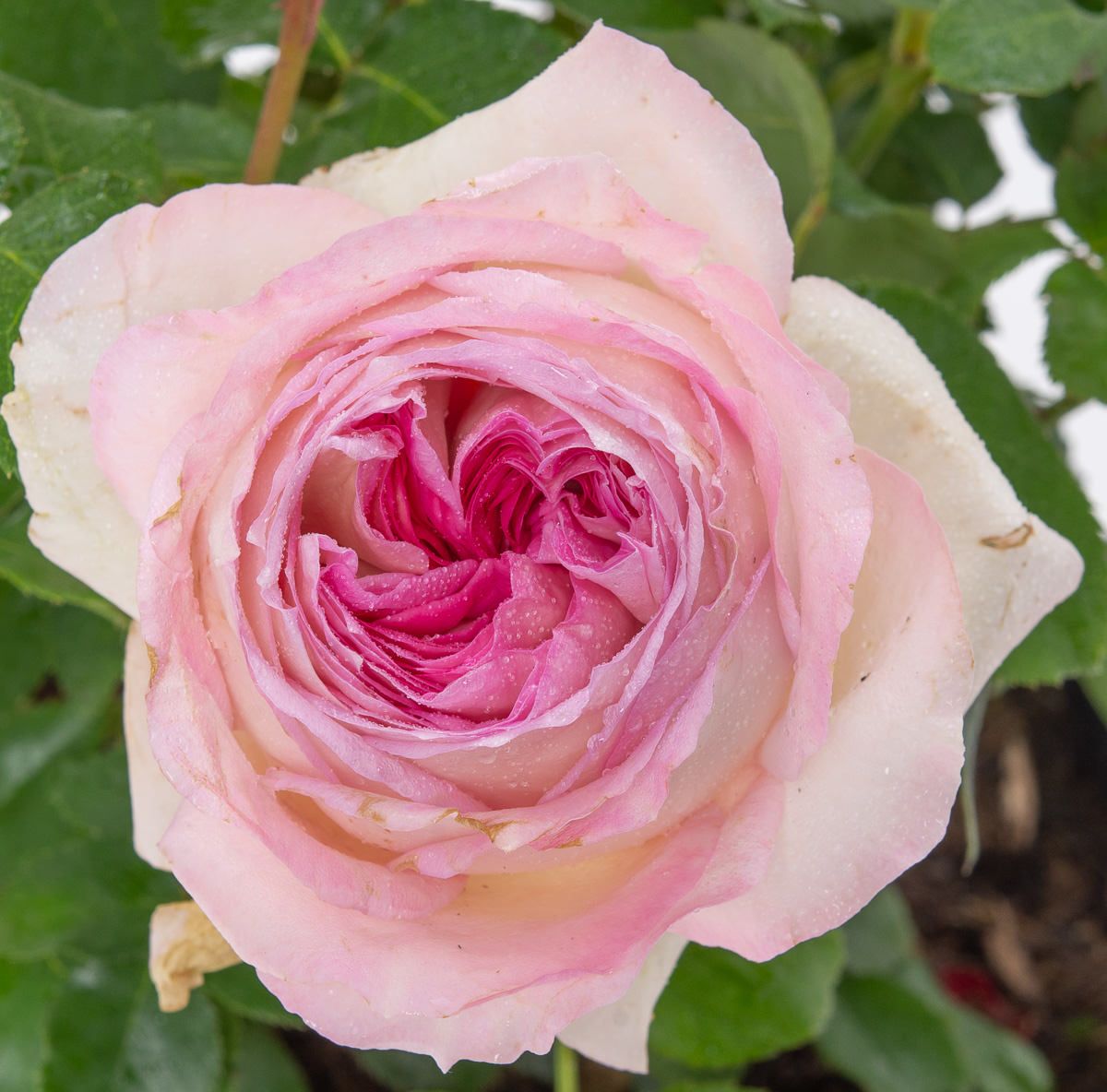 Edelrose Ragazza ® - Rosa Ragazza ® günstig kaufen