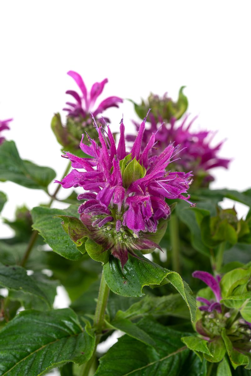 Indianernessel Knight Violet - Monarda didyma Knight Violet günstig kaufen
