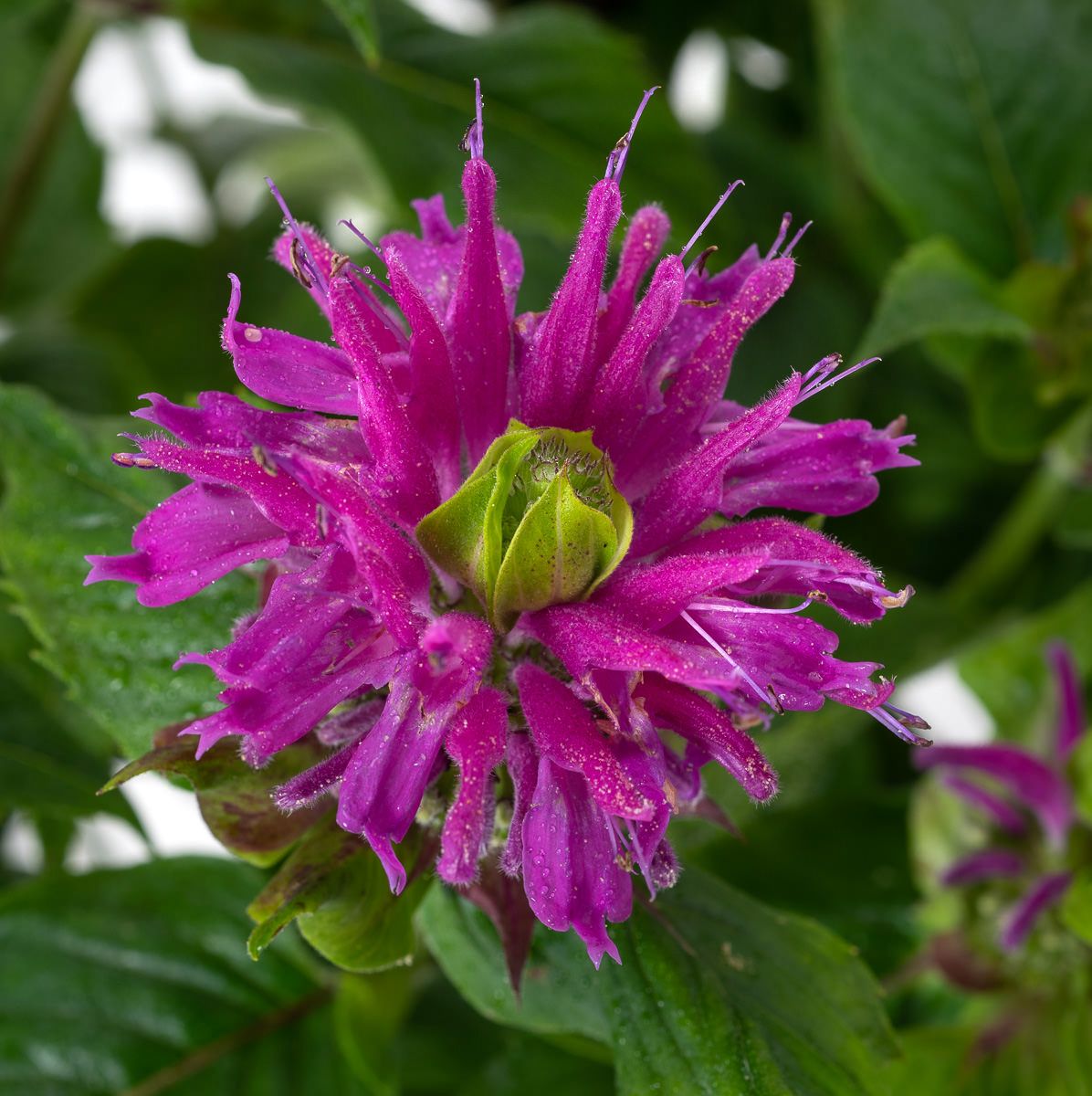 Indianernessel Knight Violet - Monarda didyma Knight Violet günstig kaufen