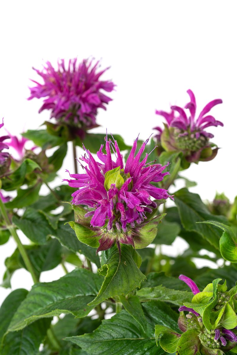 Indianernessel Knight Violet - Monarda didyma Knight Violet günstig kaufen