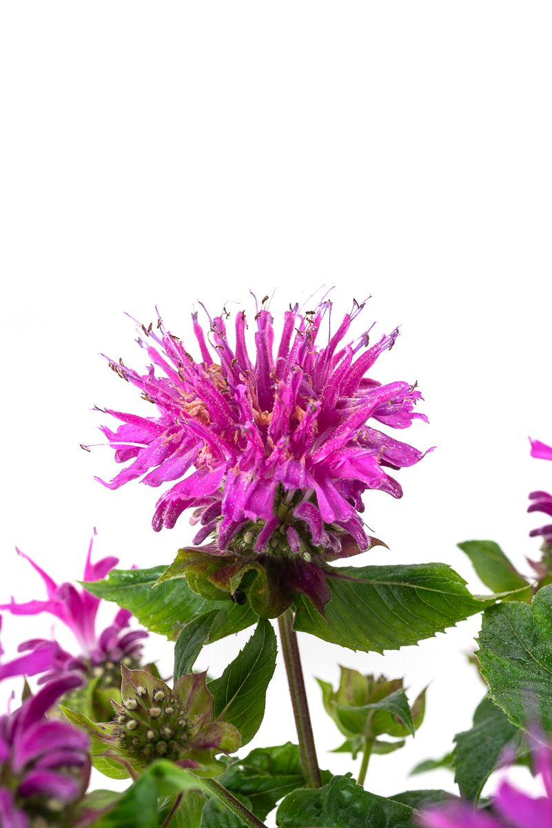 Indianernessel Knight Violet - Monarda didyma Knight Violet günstig kaufen