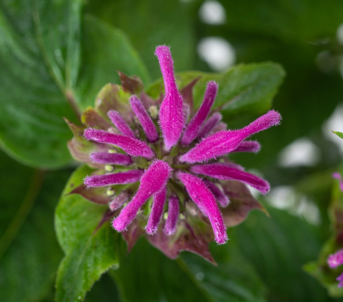 Indianernessel Knight Violet - Monarda didyma Knight Violet günstig kaufen