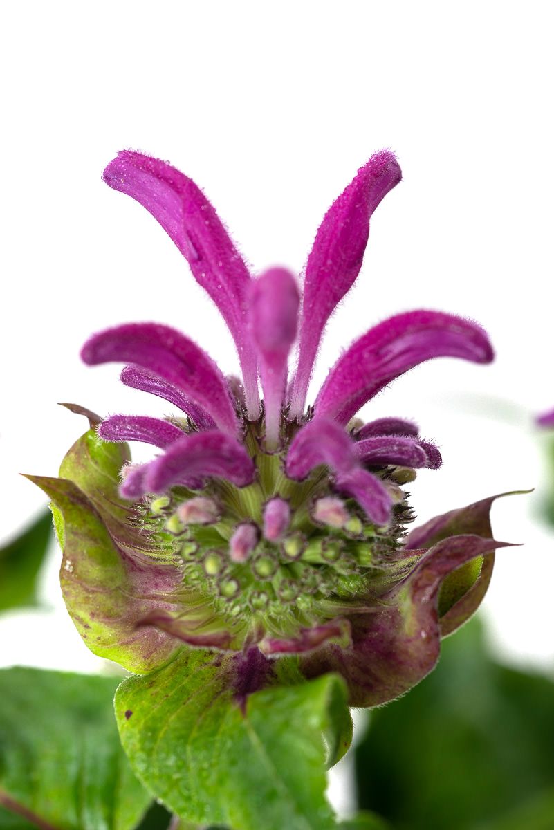 Indianernessel Knight Violet - Monarda didyma Knight Violet günstig kaufen