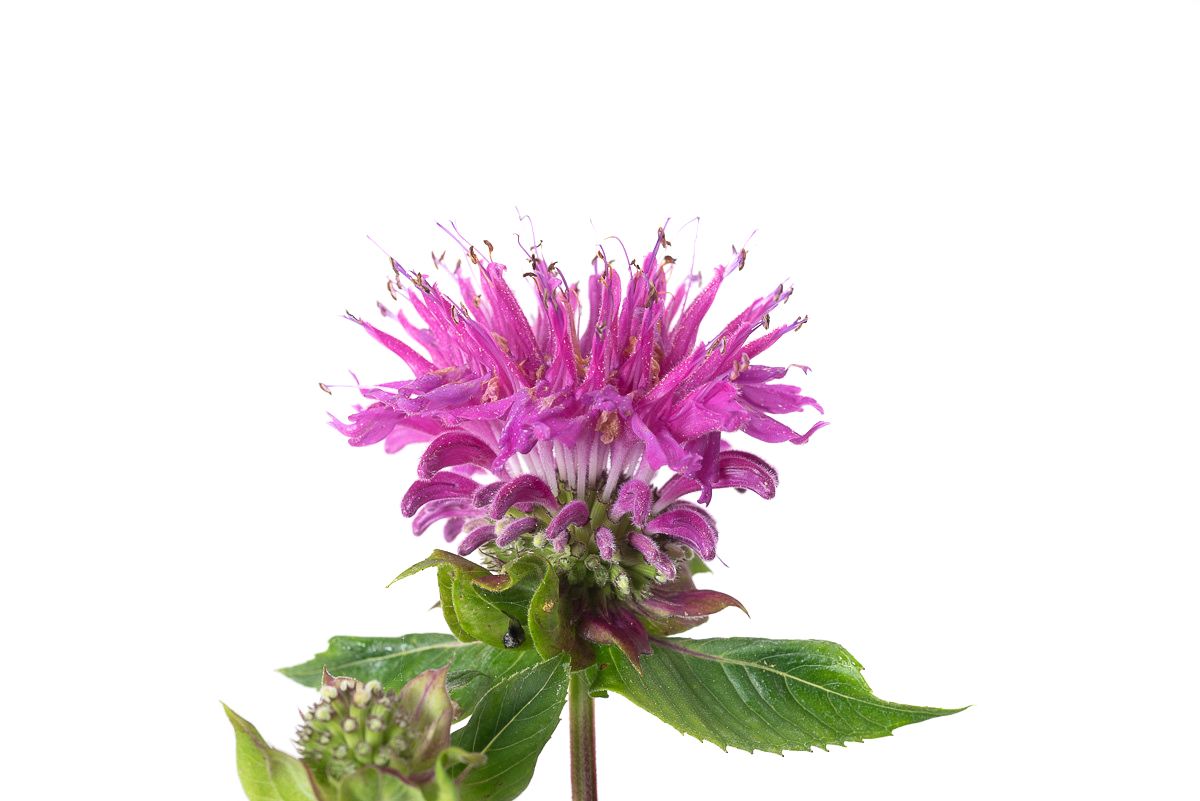 Indianernessel Knight Violet - Monarda didyma Knight Violet günstig kaufen