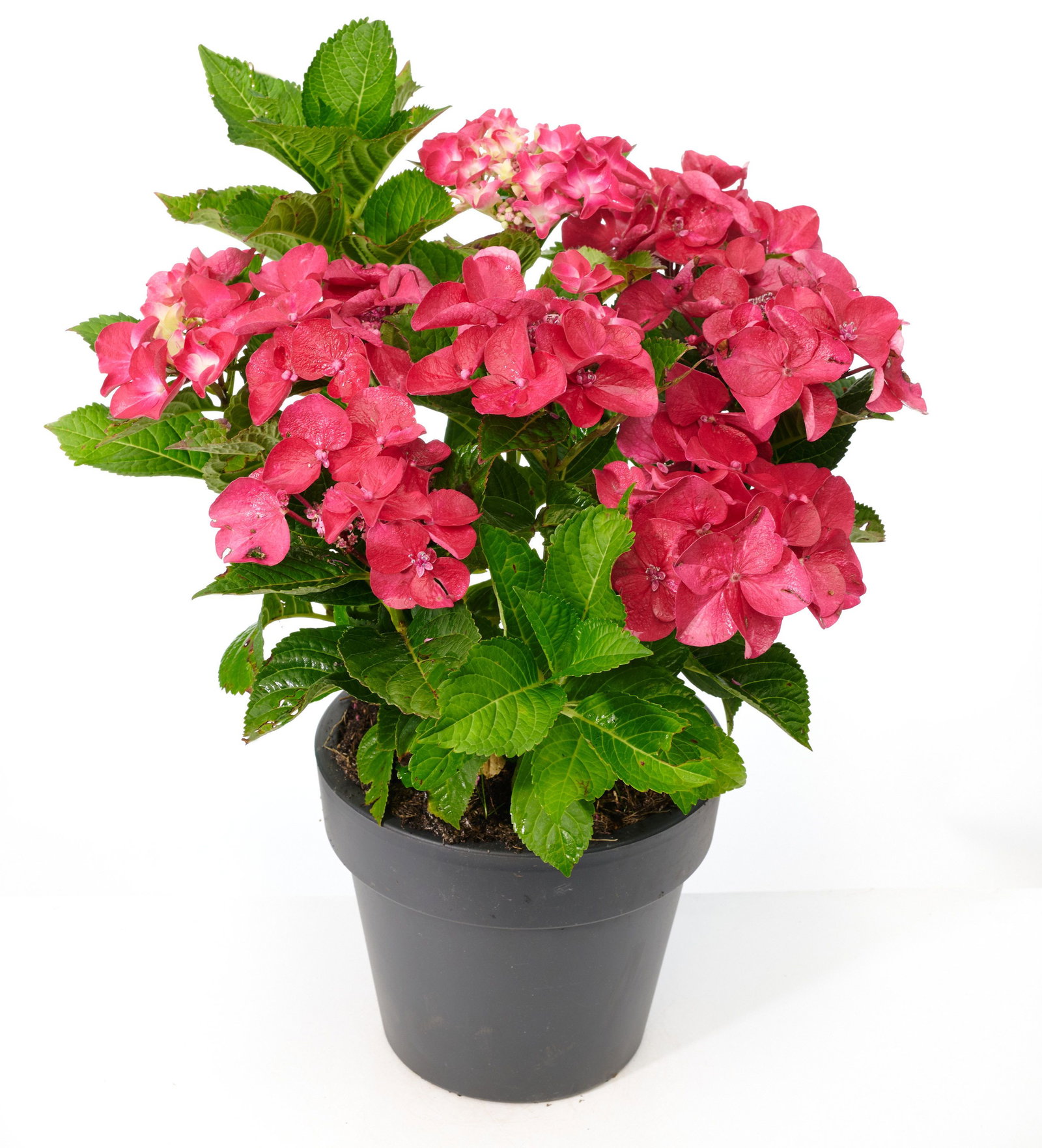 Tellerhortensie Frisbee Hot Pink - Hydrangea mac. Frisbee Hot Pink ...