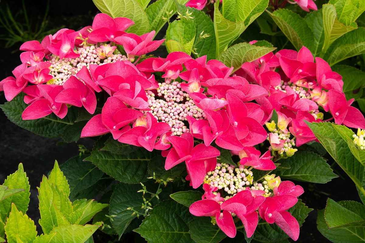 Tellerhortensie Frisbee Hot Pink - Hydrangea mac. Frisbee Hot Pink ...
