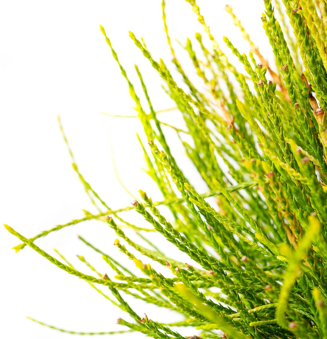 Lebensbaum Franky Boy - Thuja occidentalis Franky Boy günstig kaufen