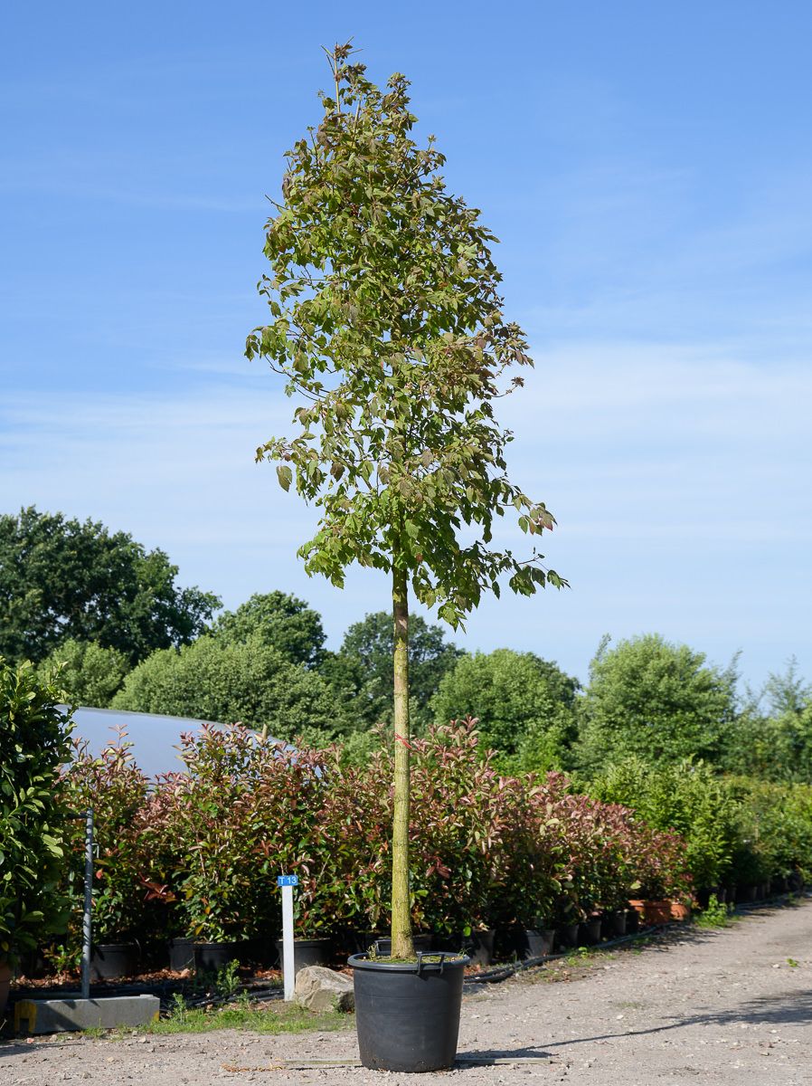 Acer negundo Sensation ® - Eschen-Ahorn günstig kaufen