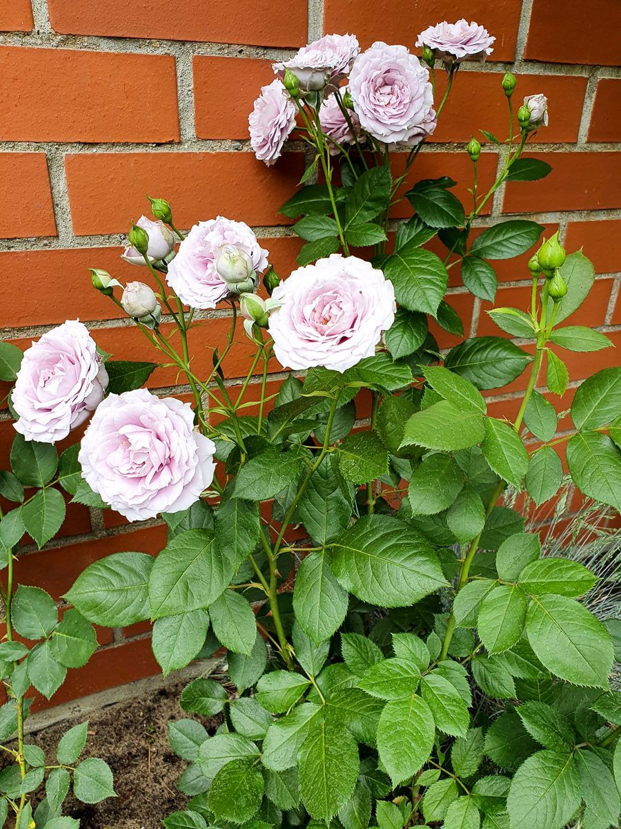 Edelrose Pacific Blue ® - Rose Pacific Blue ® günstig kaufen