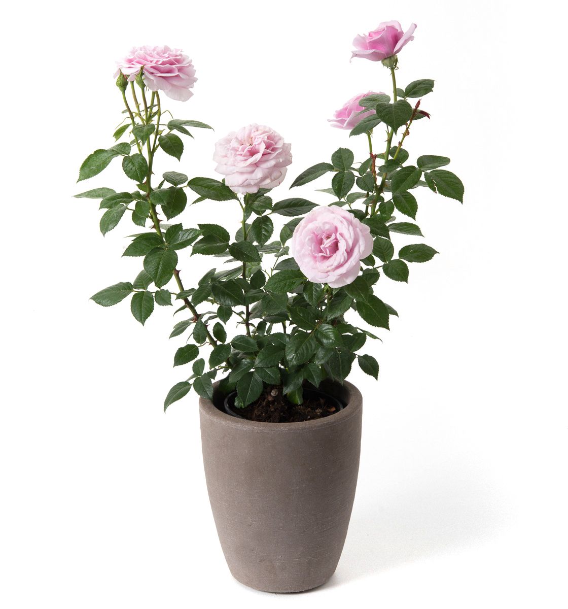 Edelrose Pacific Blue ® - Rose Pacific Blue ® günstig kaufen