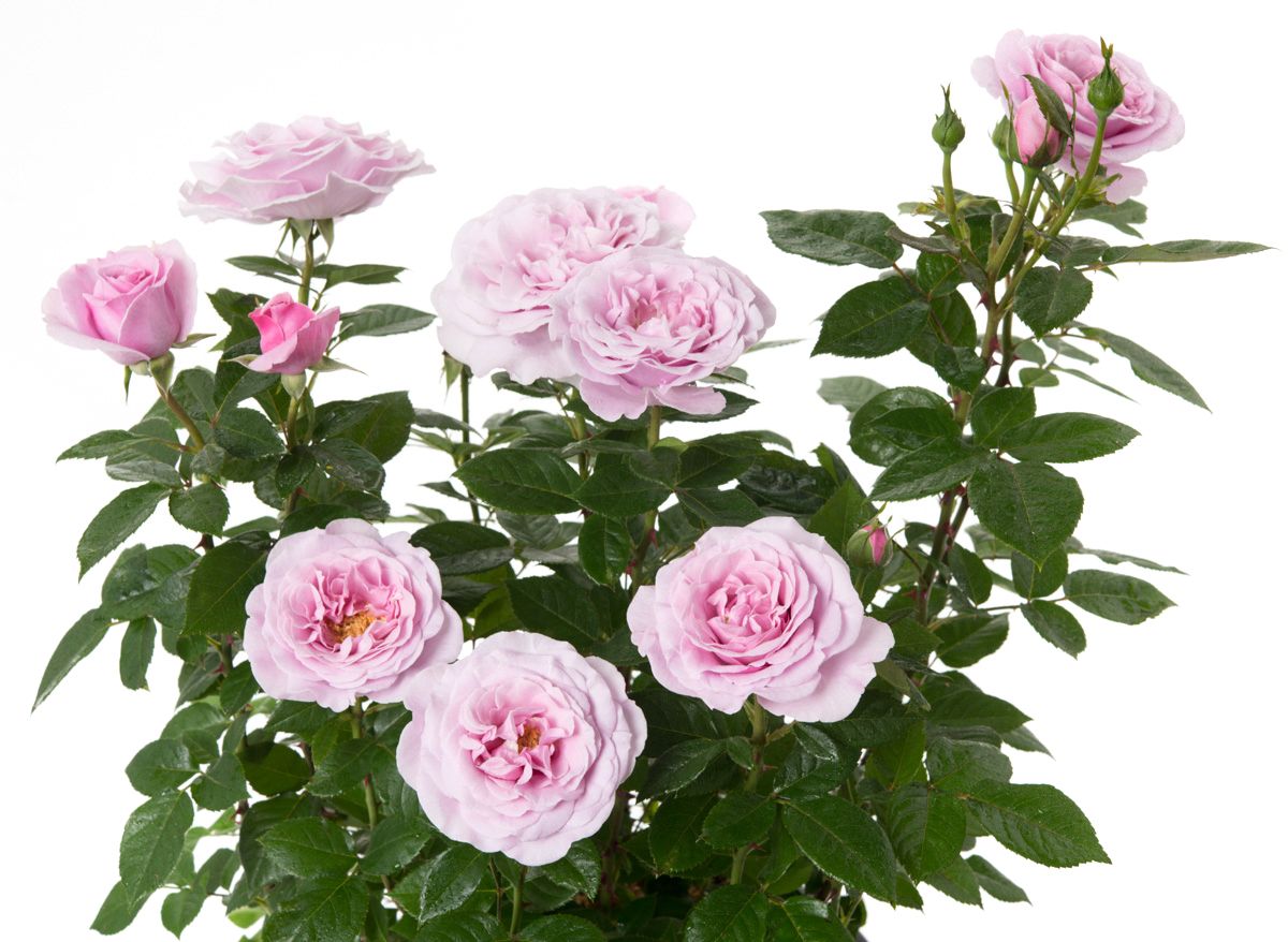 Edelrose Pacific Blue ® - Rose Pacific Blue ® günstig kaufen