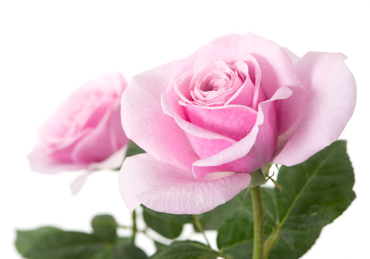 Edelrose Pacific Blue ® - Rose Pacific Blue ® günstig kaufen