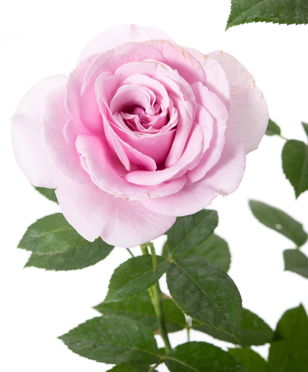 Edelrose Pacific Blue ® - Rose Pacific Blue ® günstig kaufen