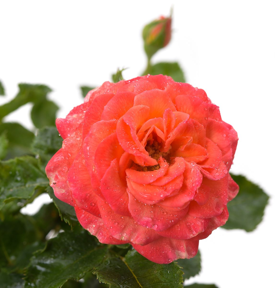 Rose Vulcano® - Rosa Vulcano® günstig kaufen