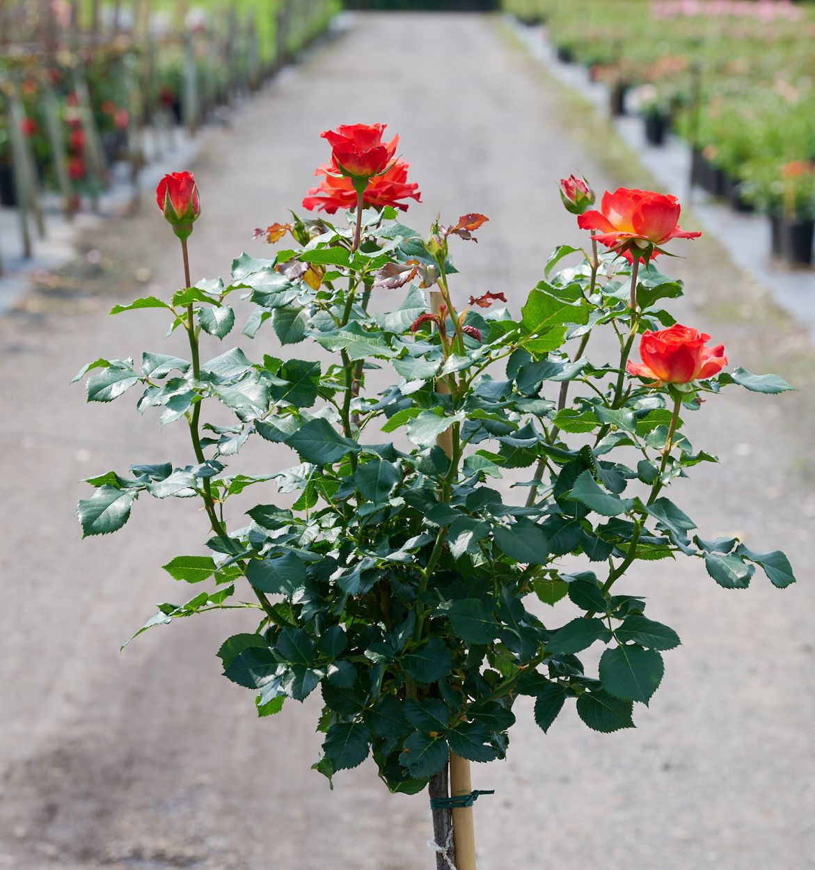 Rose Vulcano® - Rosa Vulcano® günstig kaufen