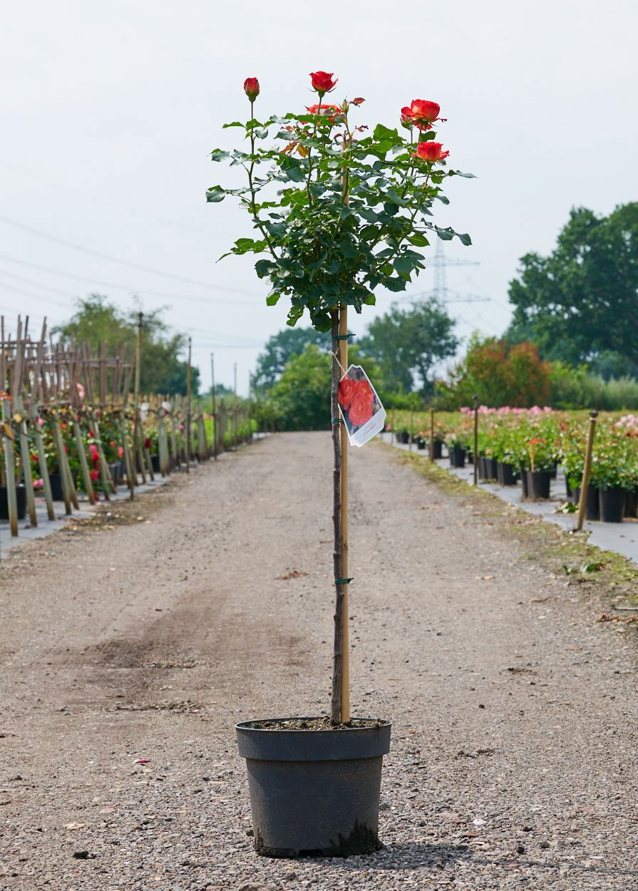 Rose Vulcano® - Rosa Vulcano® günstig kaufen