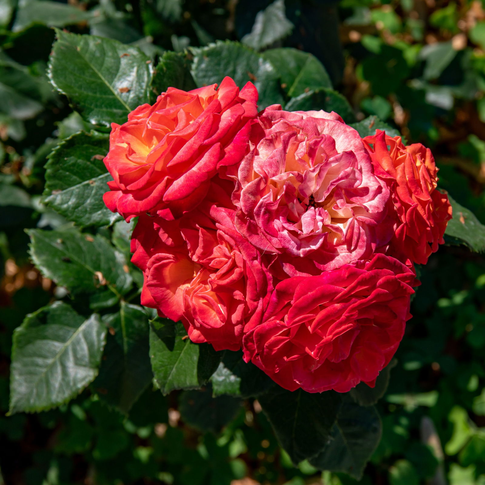 Rose Vulcano® - Rosa Vulcano® günstig kaufen