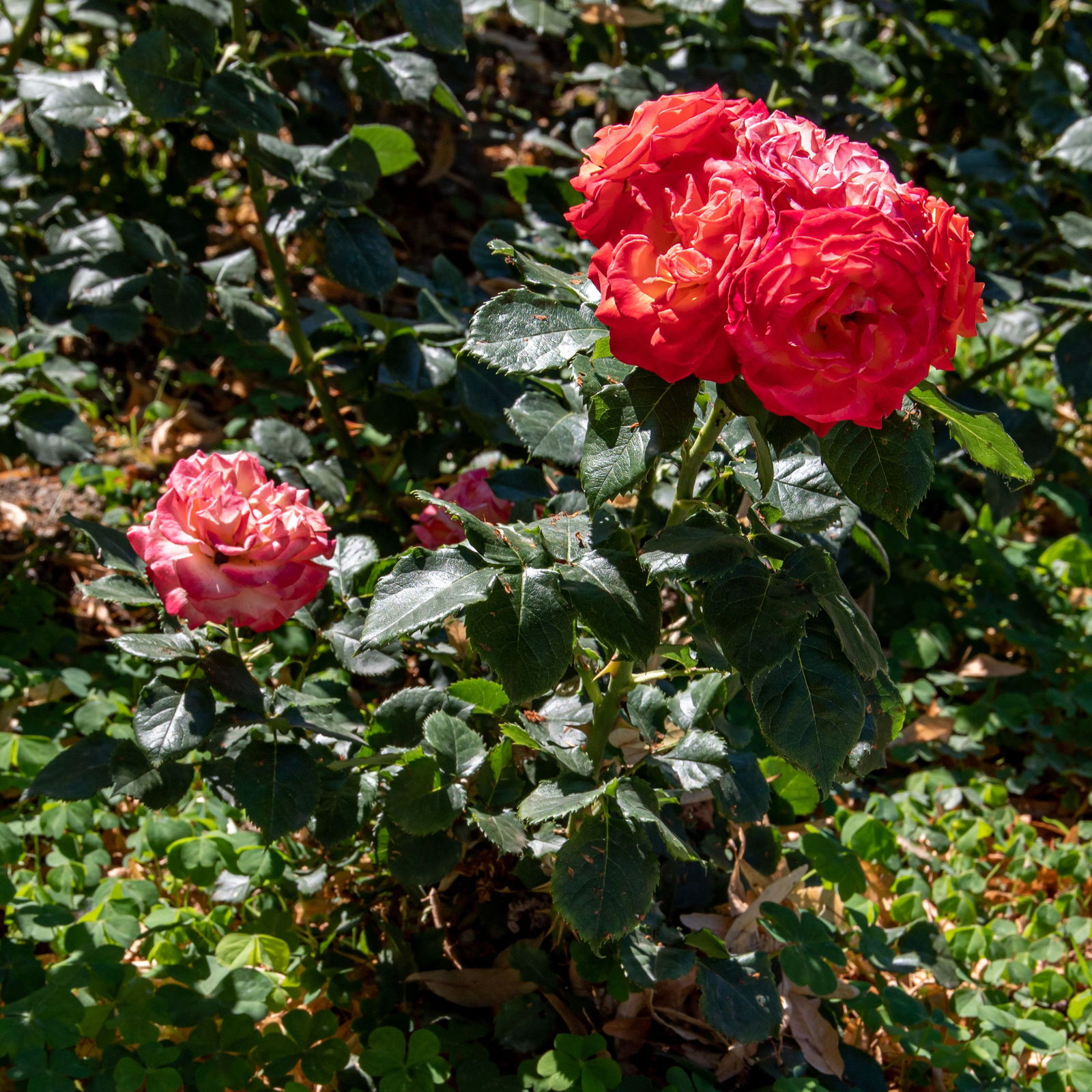 Rose Vulcano® - Rosa Vulcano® günstig kaufen