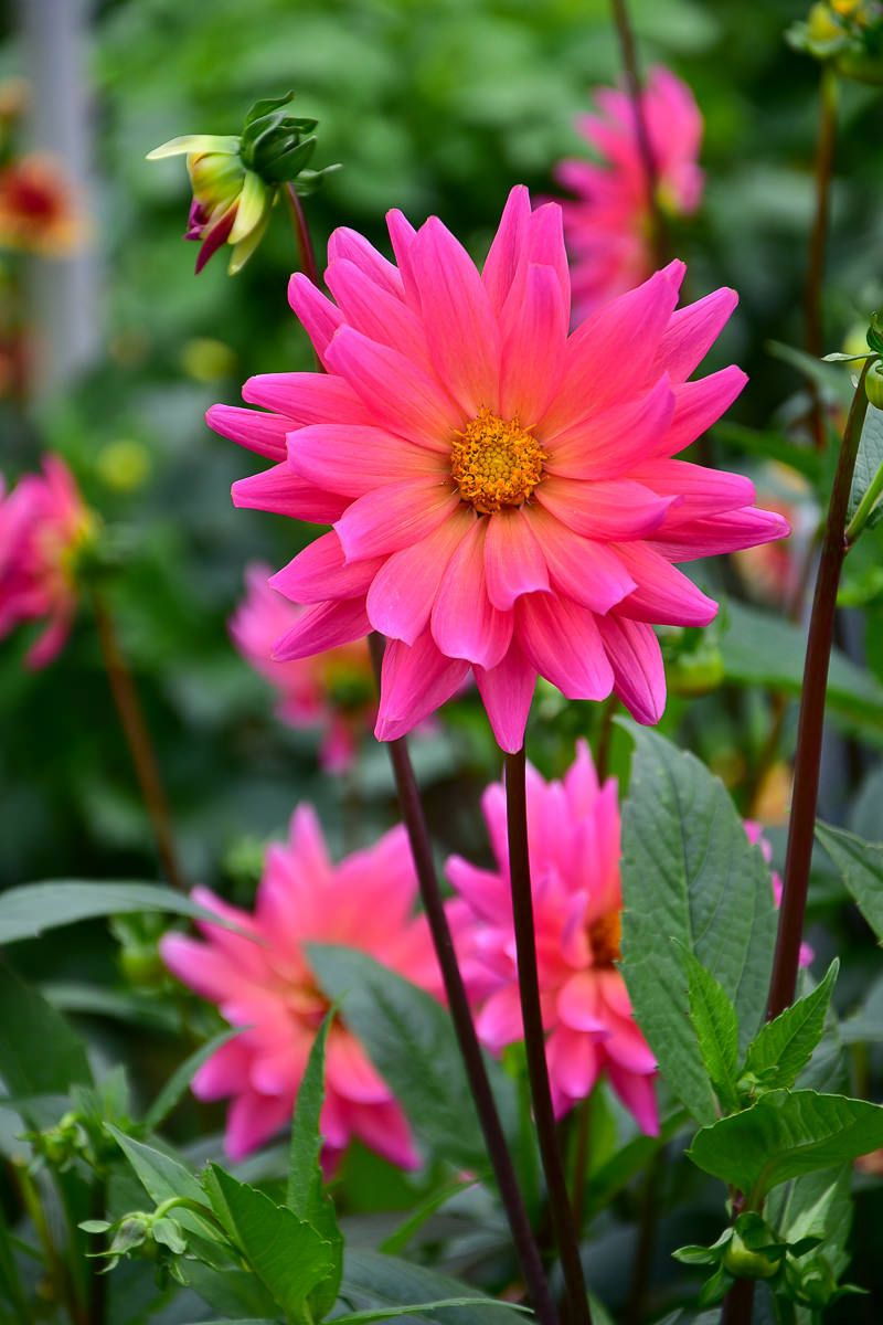 Dahlie Karma Fuchsiana - Dahlia Hybride Karma Fuchsiana günstig kaufen