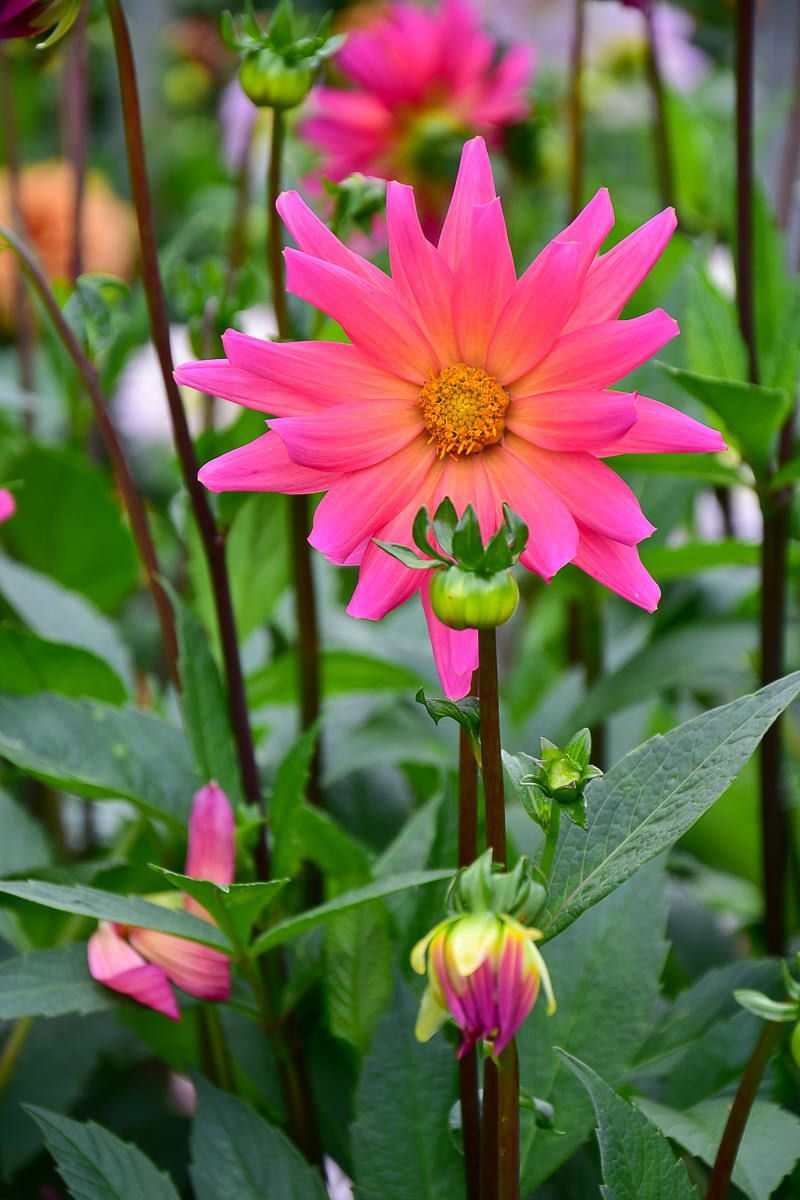 Dahlie Karma Fuchsiana - Dahlia Hybride Karma Fuchsiana günstig kaufen
