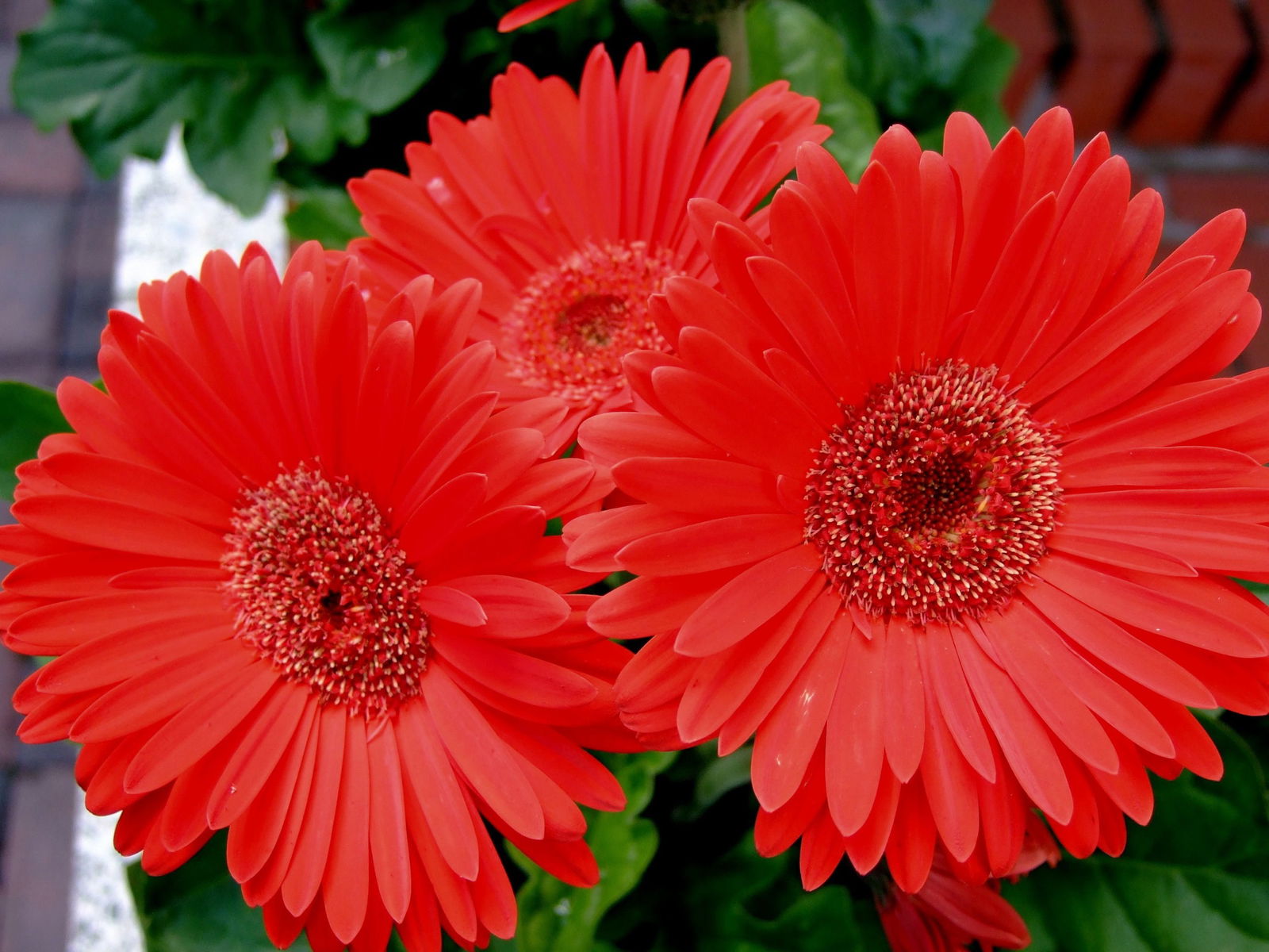 Gerbera Garvinea Sweet Glow - Gerbera jamesonii Garvinea Sweet Glow ...