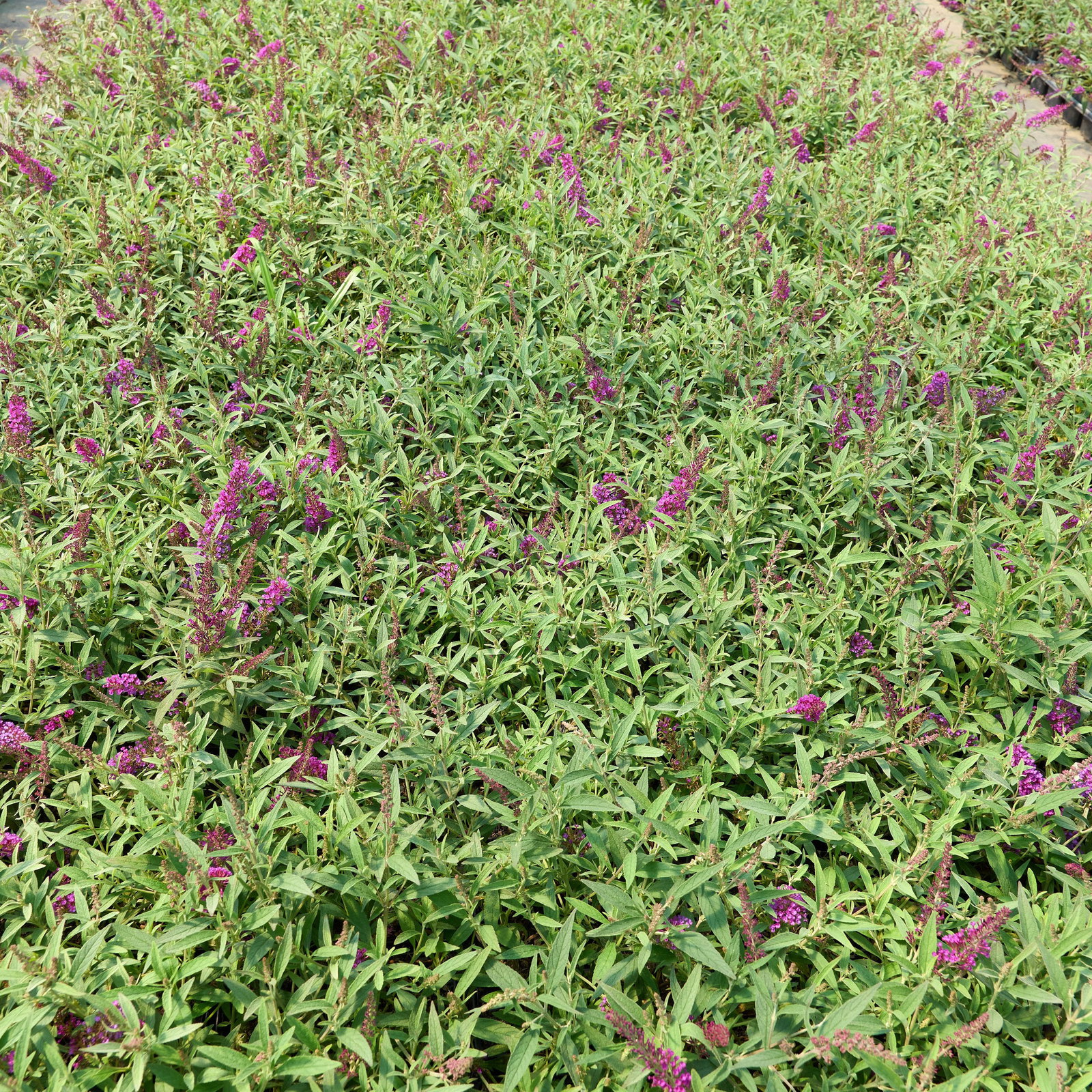 Zwerg Sommerflieder Butterfly Towers - Buddleja davidii Butterfly ...
