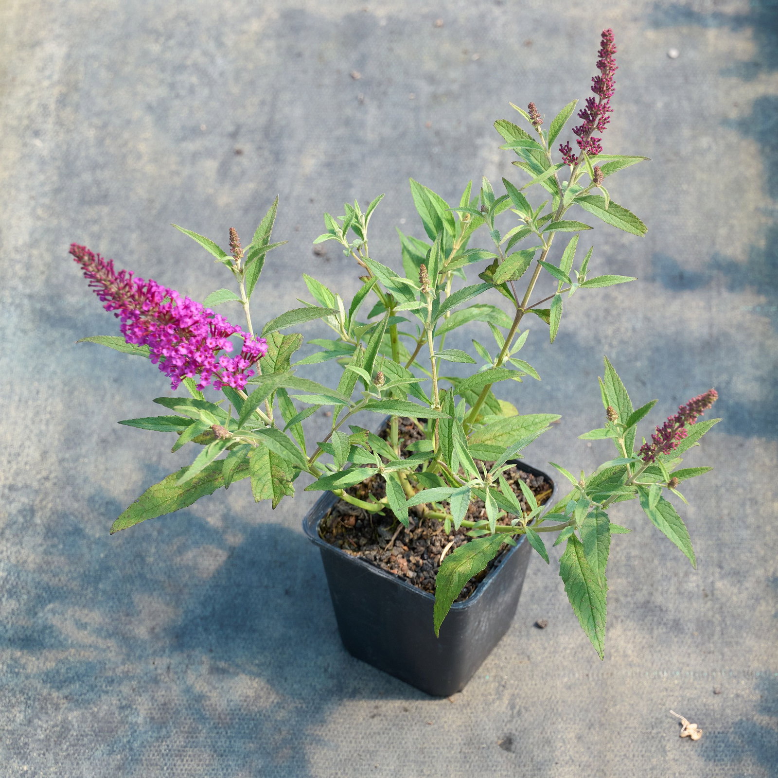 Zwerg Sommerflieder Butterfly Towers - Buddleja davidii Butterfly ...