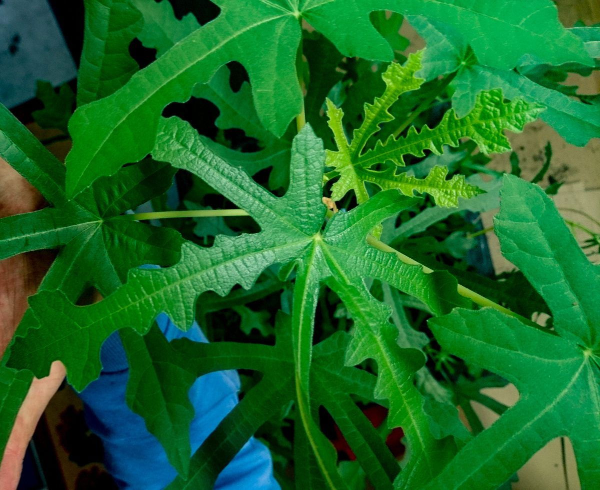 Johannisfeige Digitata - Ficus johannis Digitata günstig kaufen