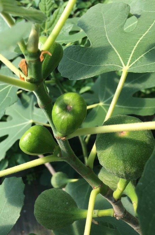 Johannisfeige Digitata - Ficus johannis Digitata günstig kaufen