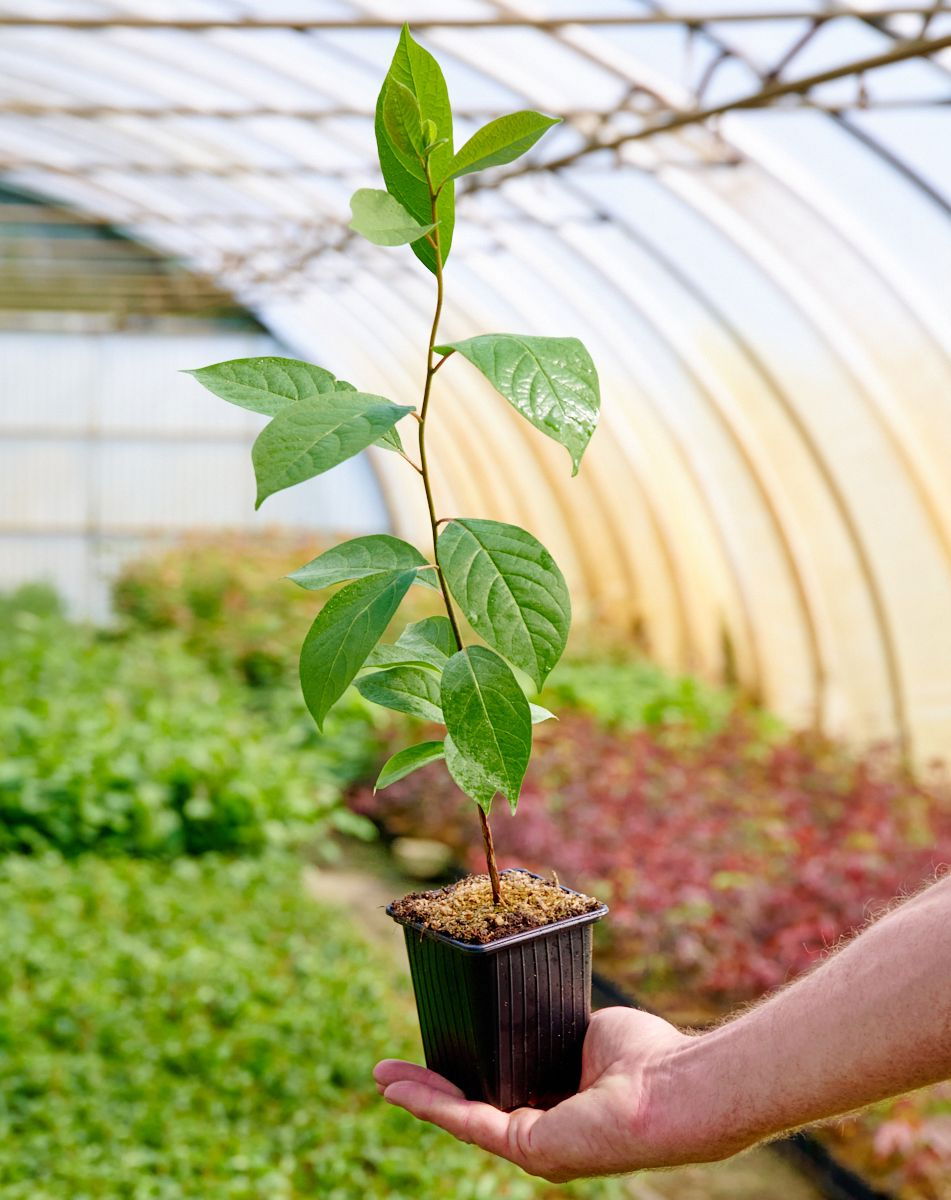 Bio Kaki Rojo brillante - Bio Diospyros kaki Rojo brillante günstig kaufen