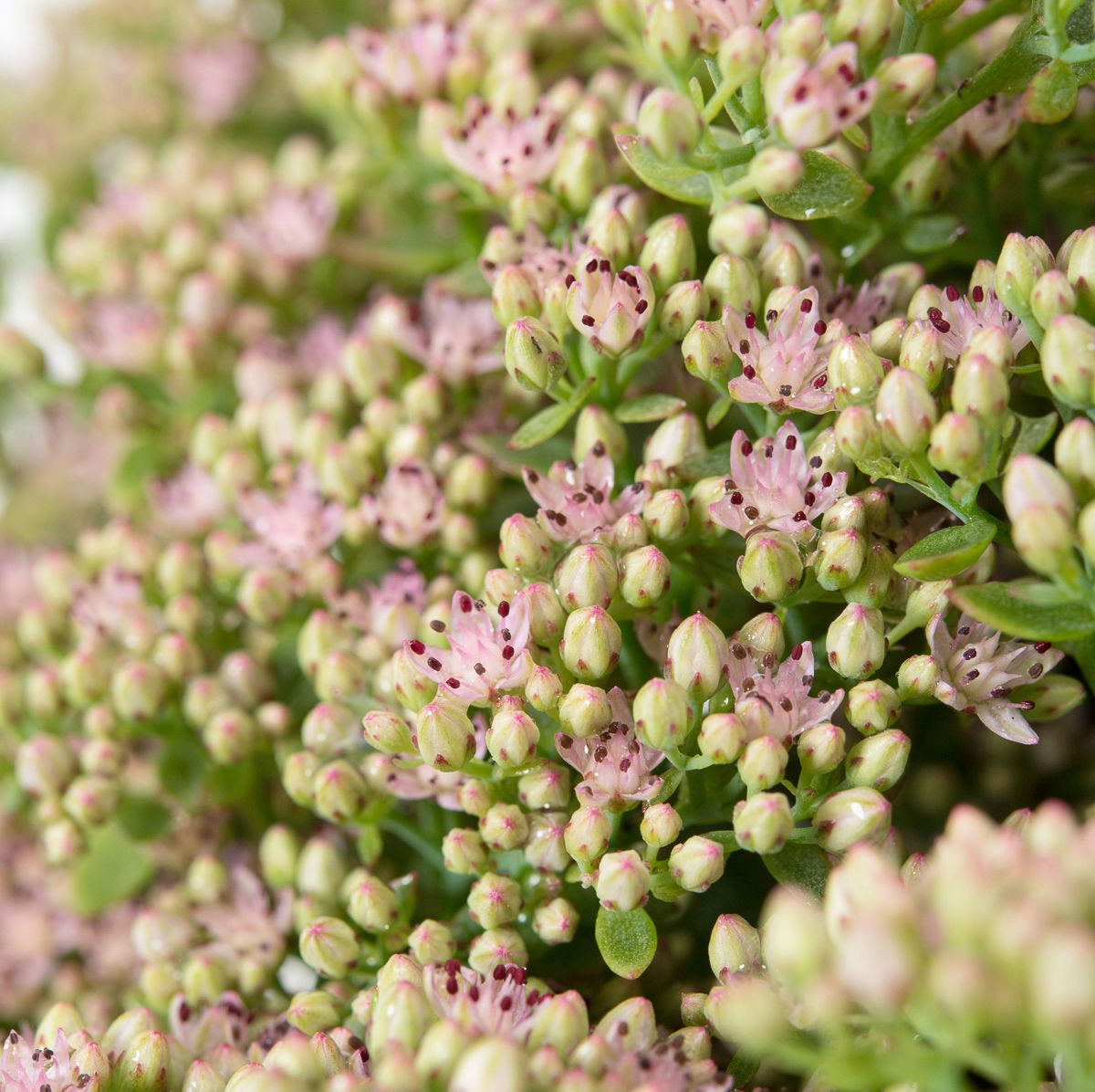 Fetthenne SunSparkler Lime Zinger - Sedum SunSparkler Lime Zinger ...