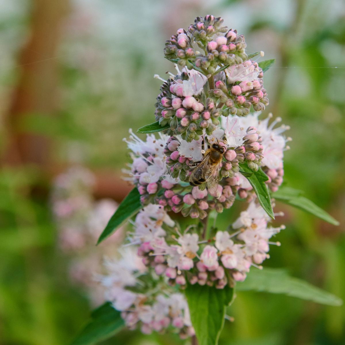 Bartblume Stephi® - Caryopteris clandonensis Stephi® günstig kaufen