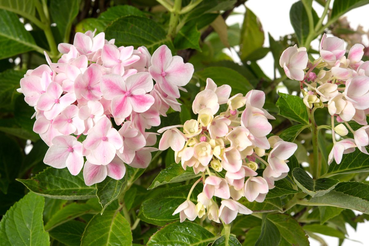 Hortensie Forever & Ever® Peppermint - Hydrangea macrophylla Forever ...