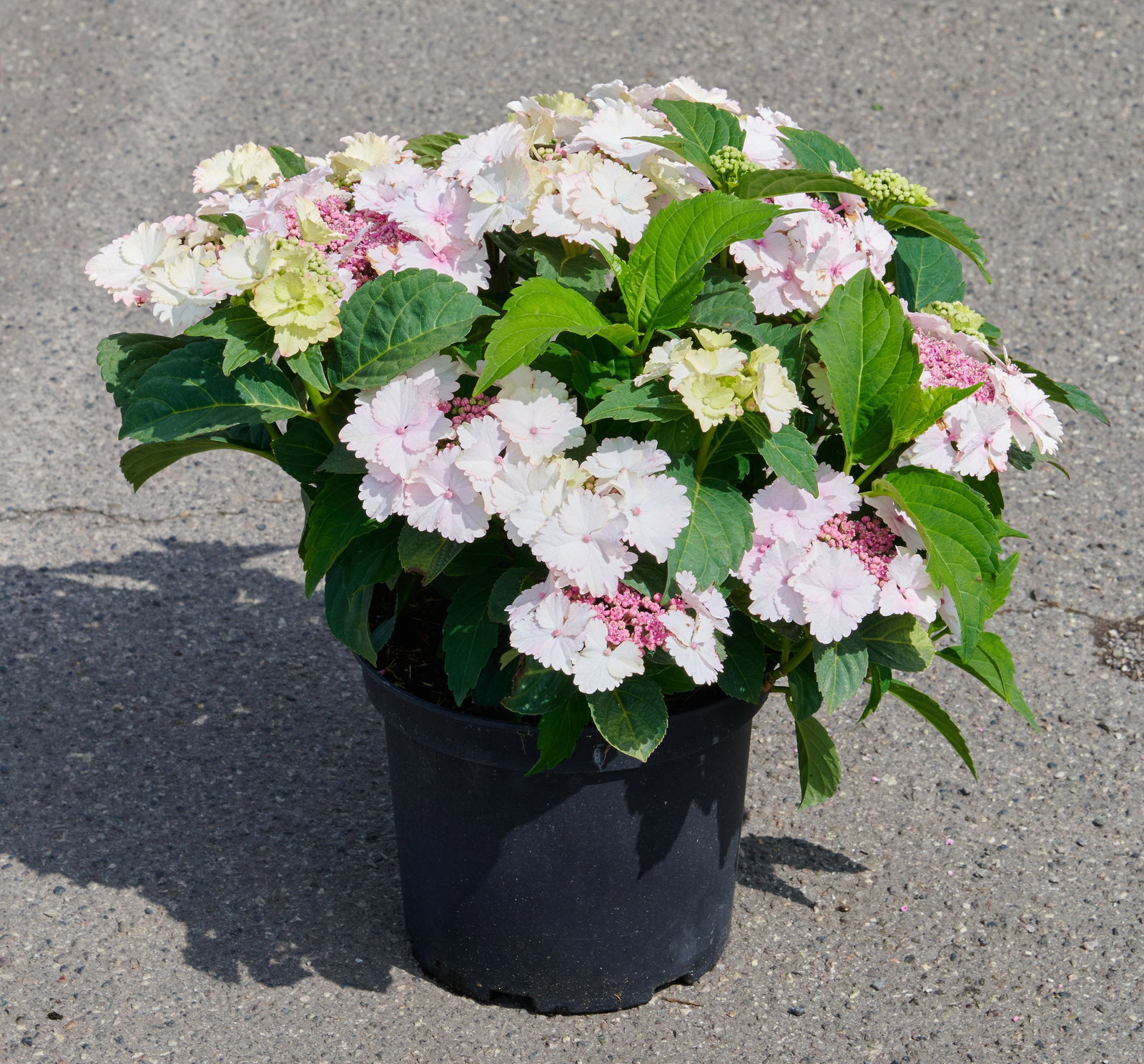 Bauernhortensie Koria - Hydrangea macrophylla Koria günstig kaufen
