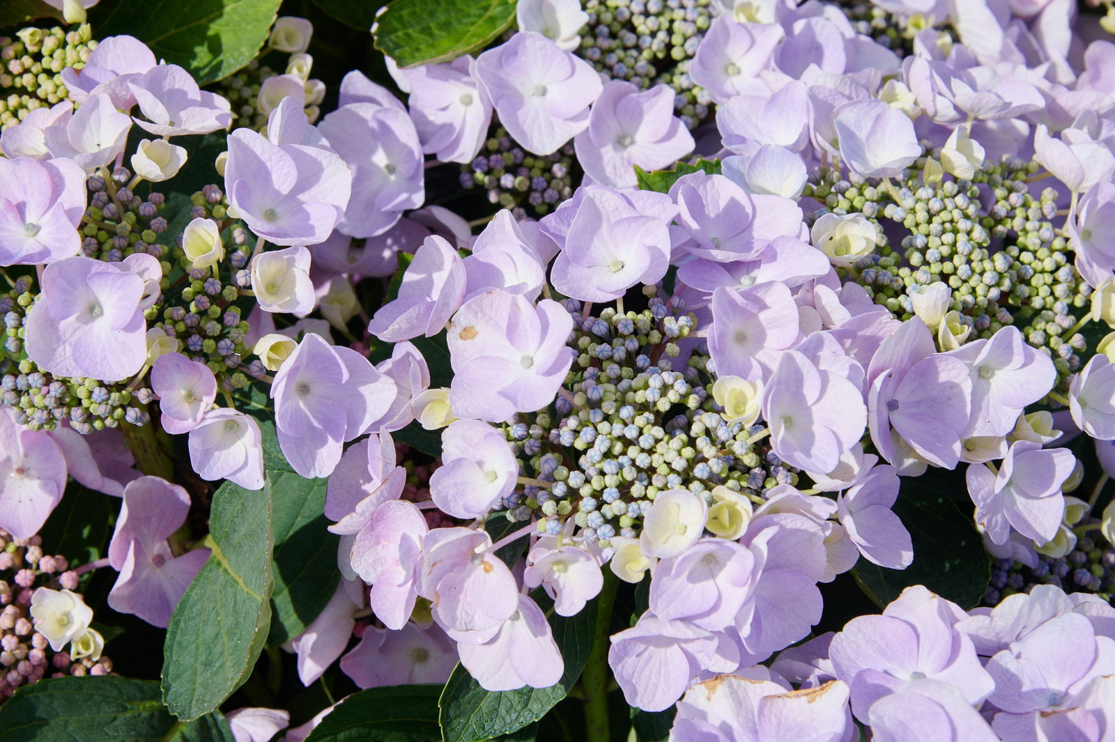 Bauernhortensie Koria - Hydrangea macrophylla Koria günstig kaufen