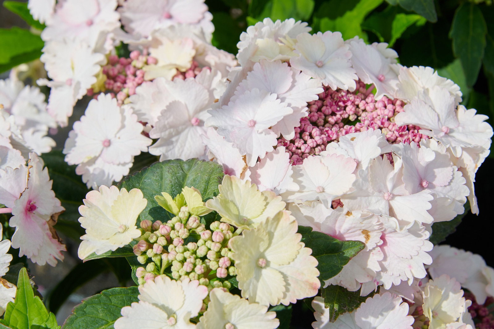 Bauernhortensie Koria - Hydrangea macrophylla Koria günstig kaufen