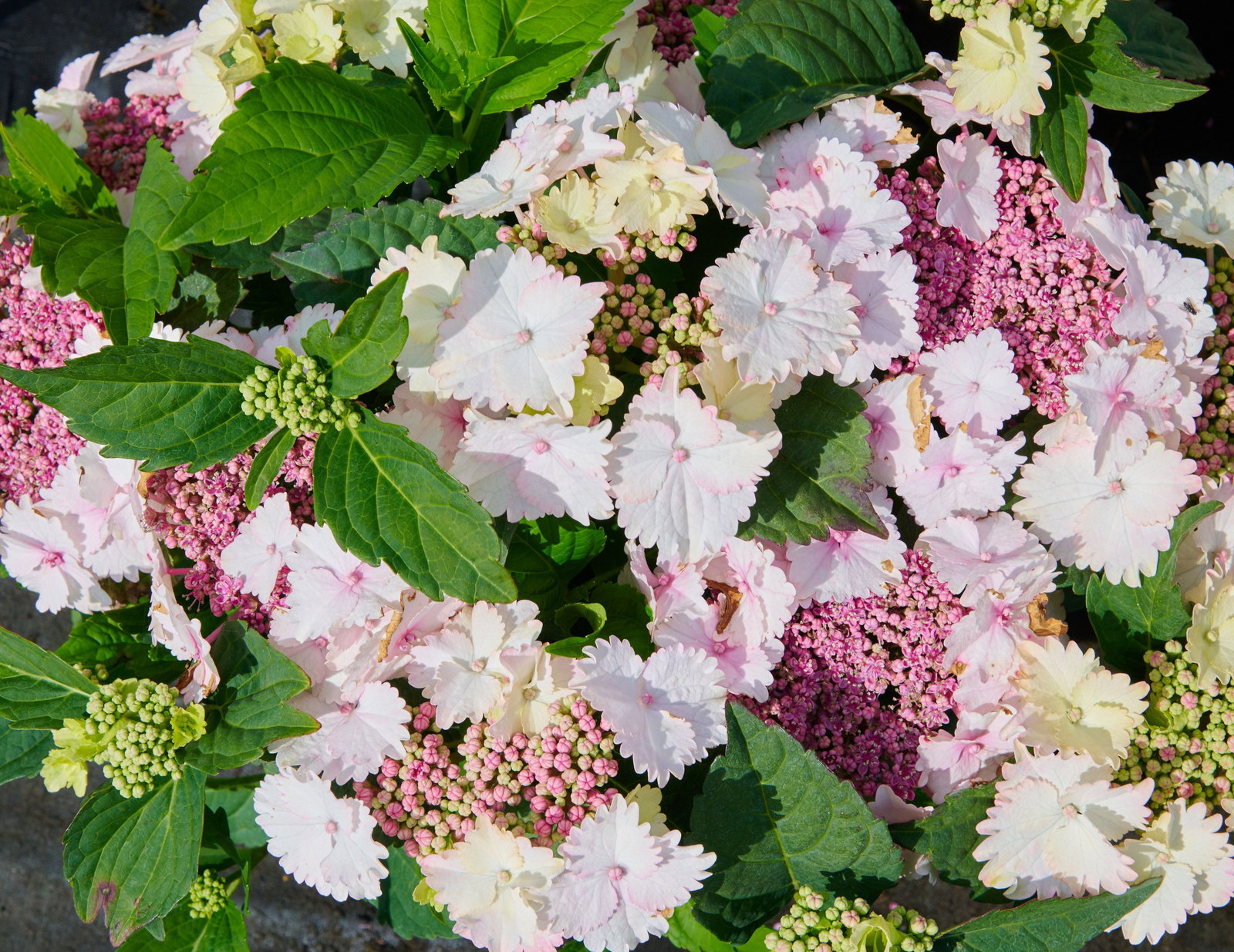Bauernhortensie Koria - Hydrangea macrophylla Koria günstig kaufen