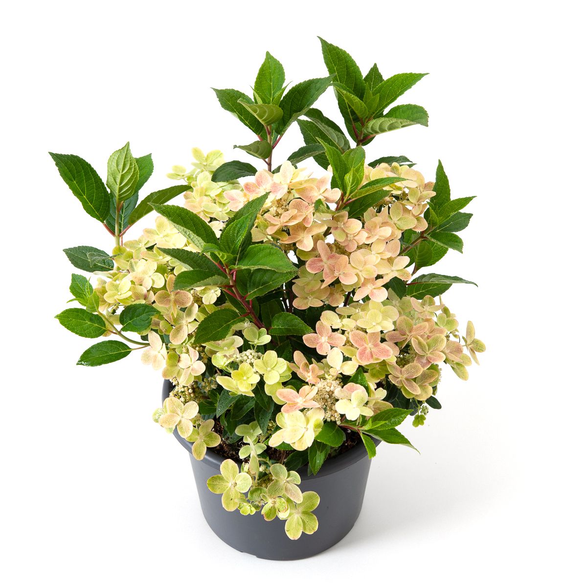 Rispenhortensie Switch - Hydrangea paniculata Switch ® günstig kaufen