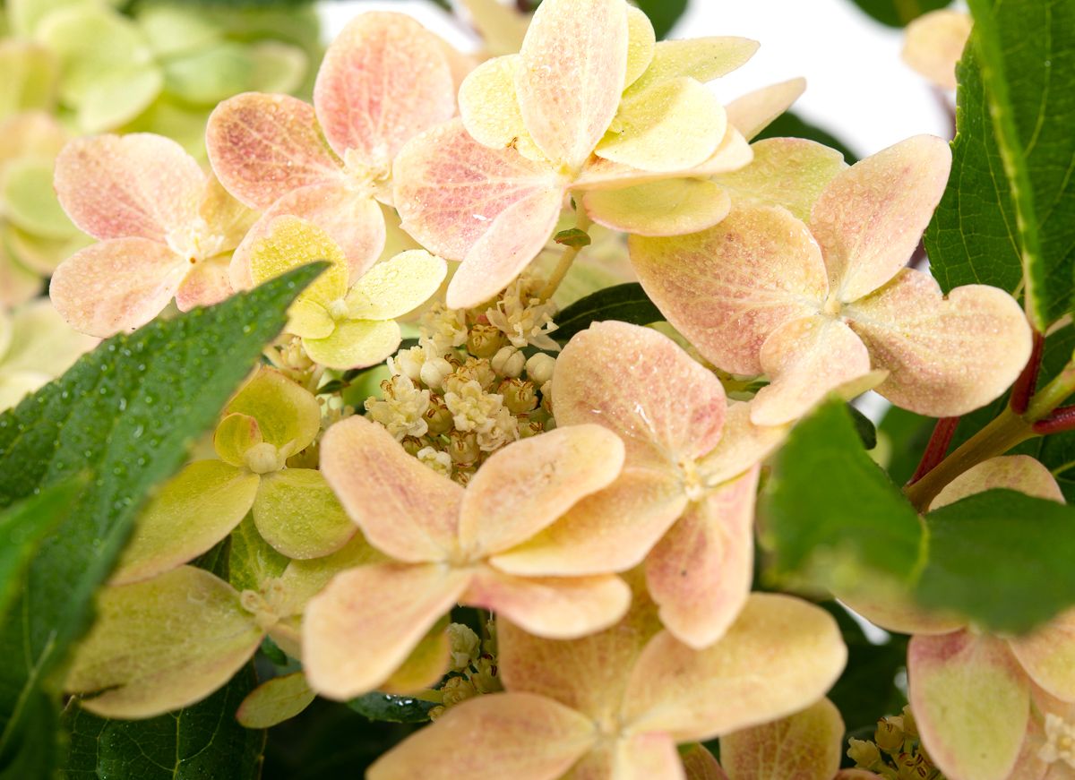 Rispenhortensie Switch - Hydrangea paniculata Switch ® günstig kaufen