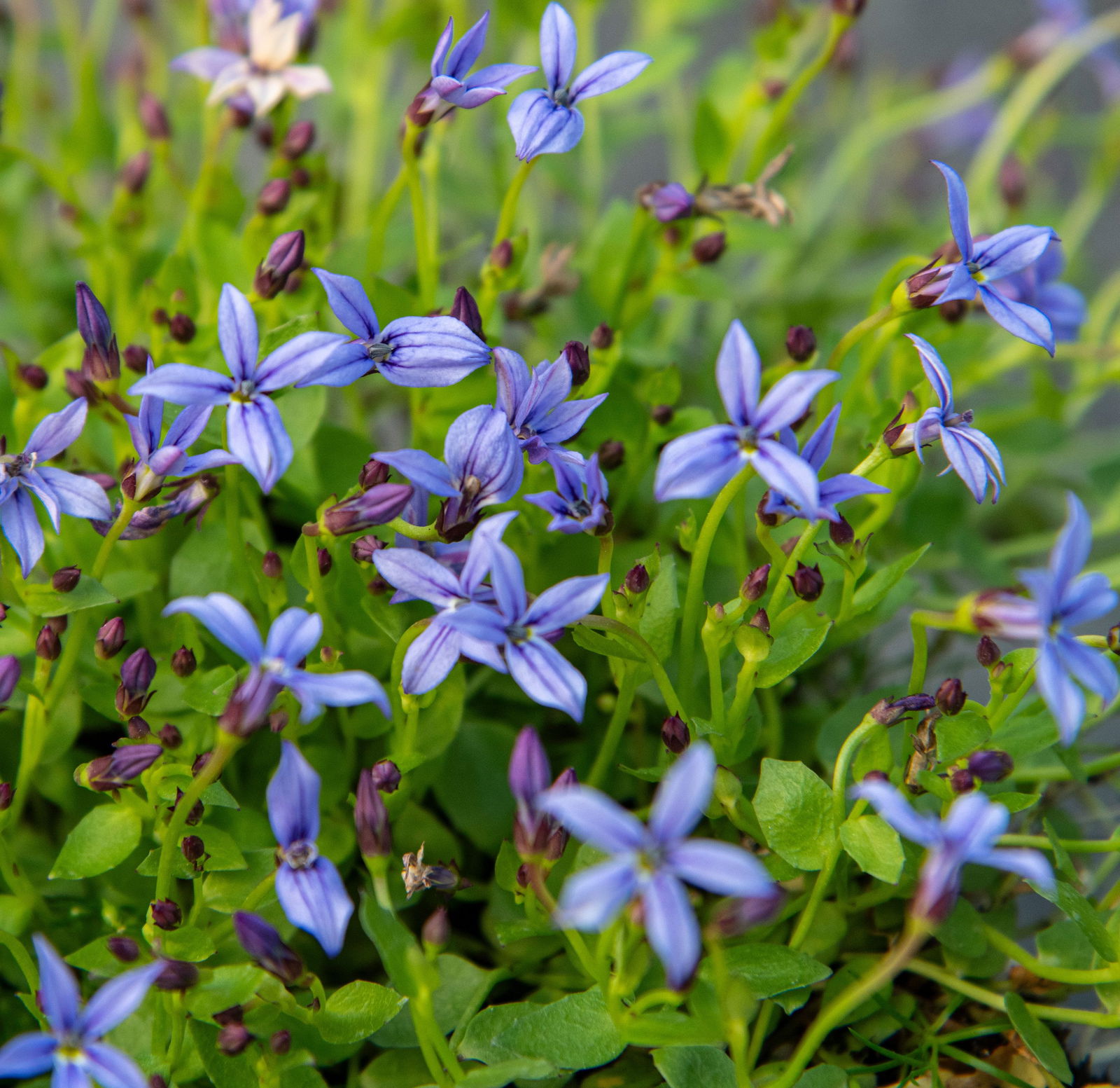 Blauer Bubikopf Blu Star - Isotoma fluviatilis günstig kaufen