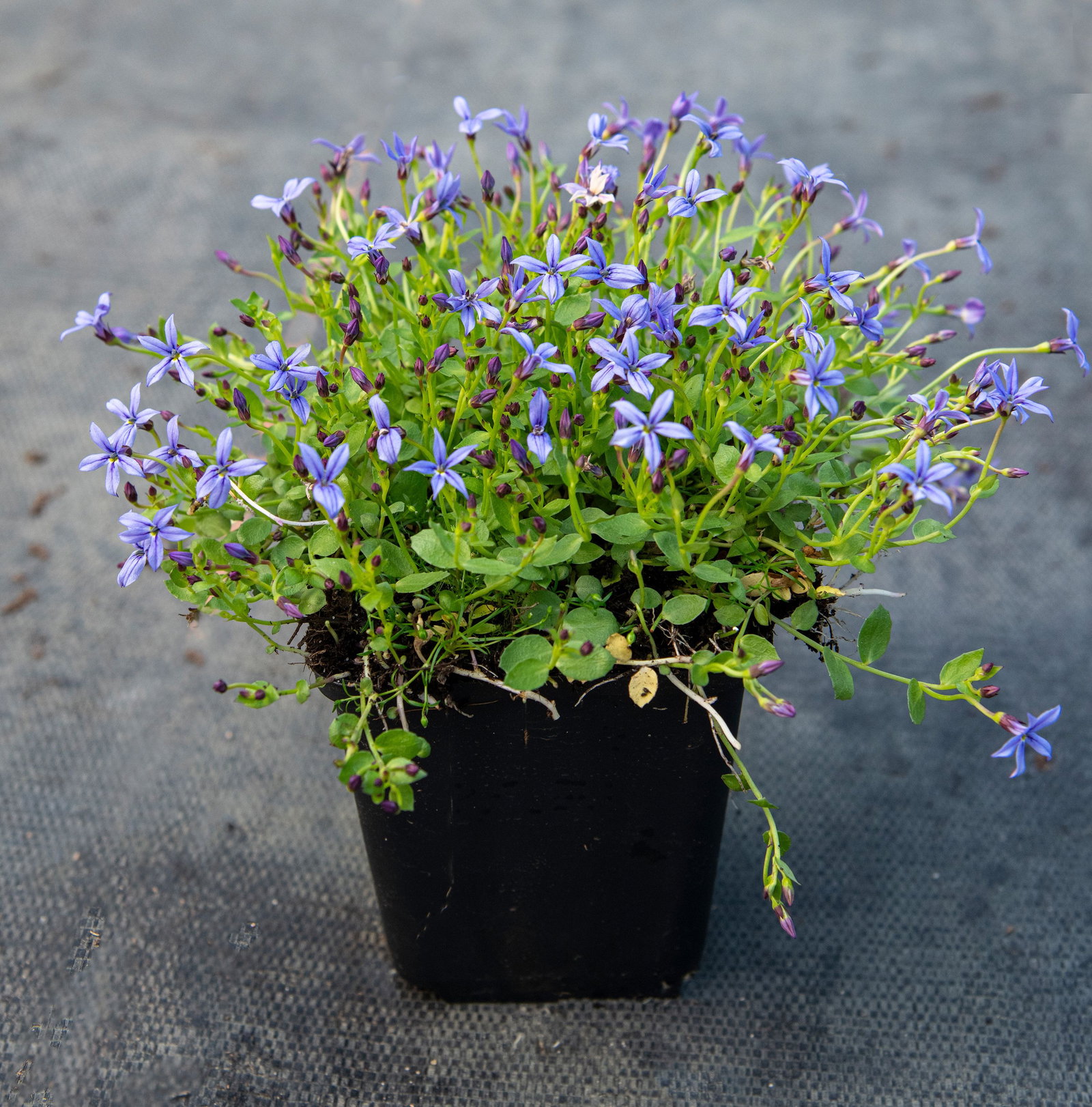 Blauer Bubikopf Blu Star - Isotoma fluviatilis günstig kaufen