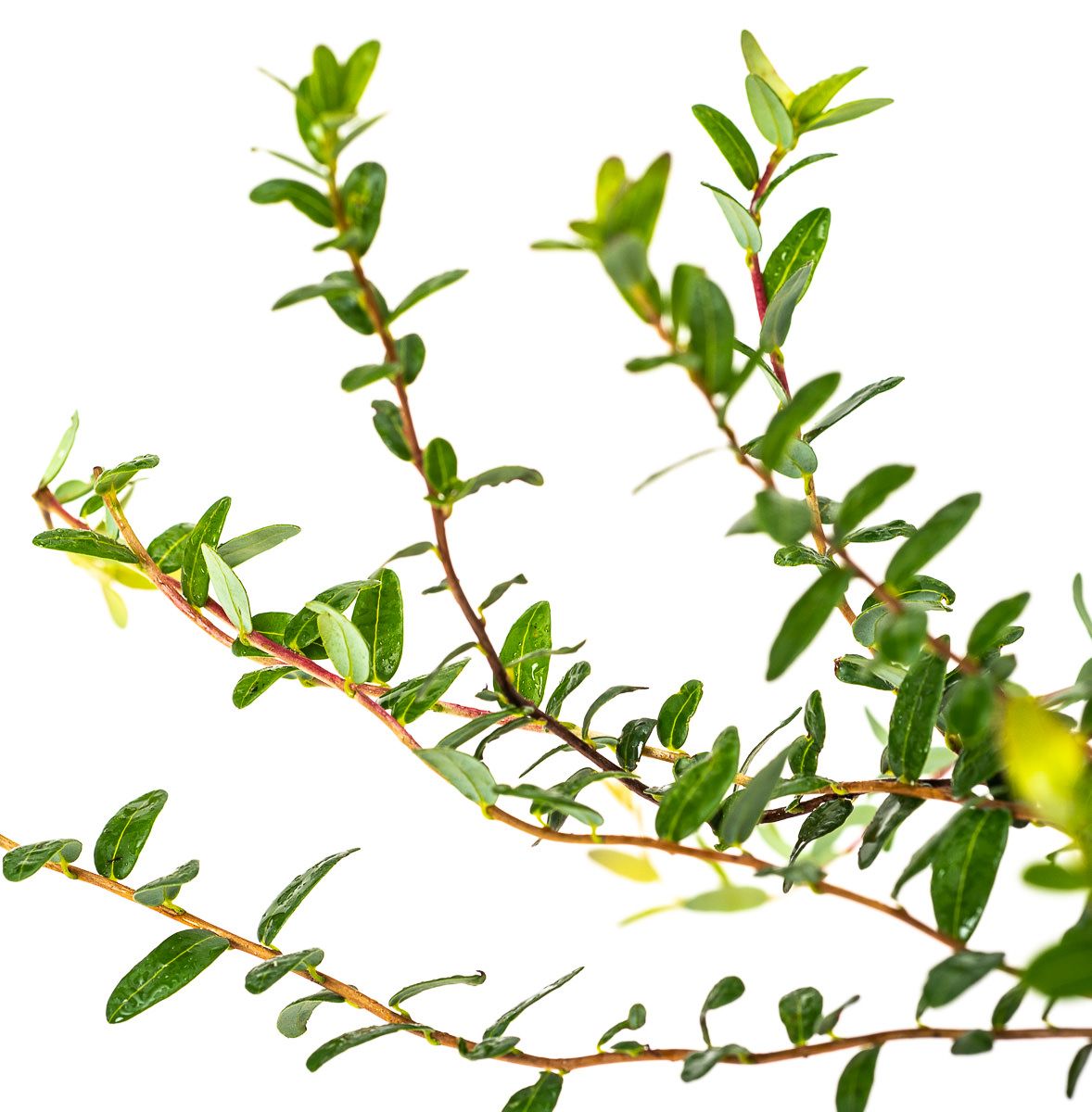 Vaccinium macrocarpon - Bio-Cranberry | jetzt günstig online kaufen bei ...