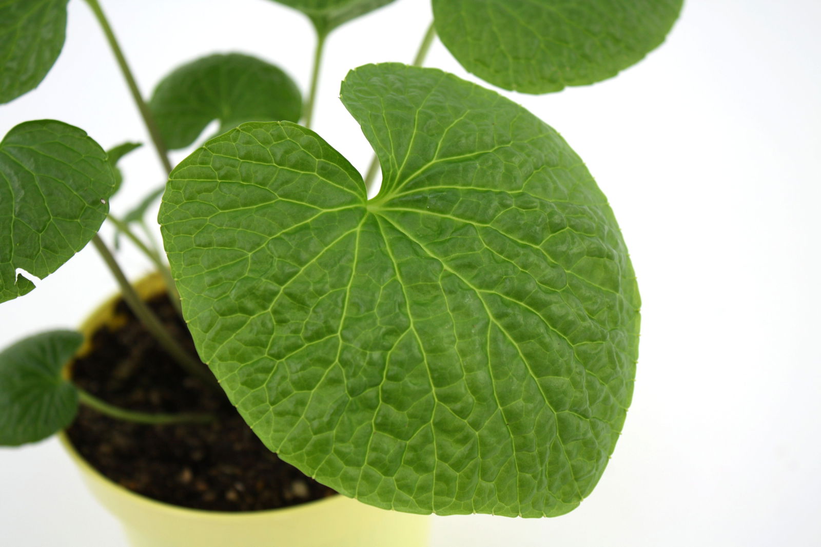 Bio Echter Wasabi - Blu Wasabia japonica günstig kaufen