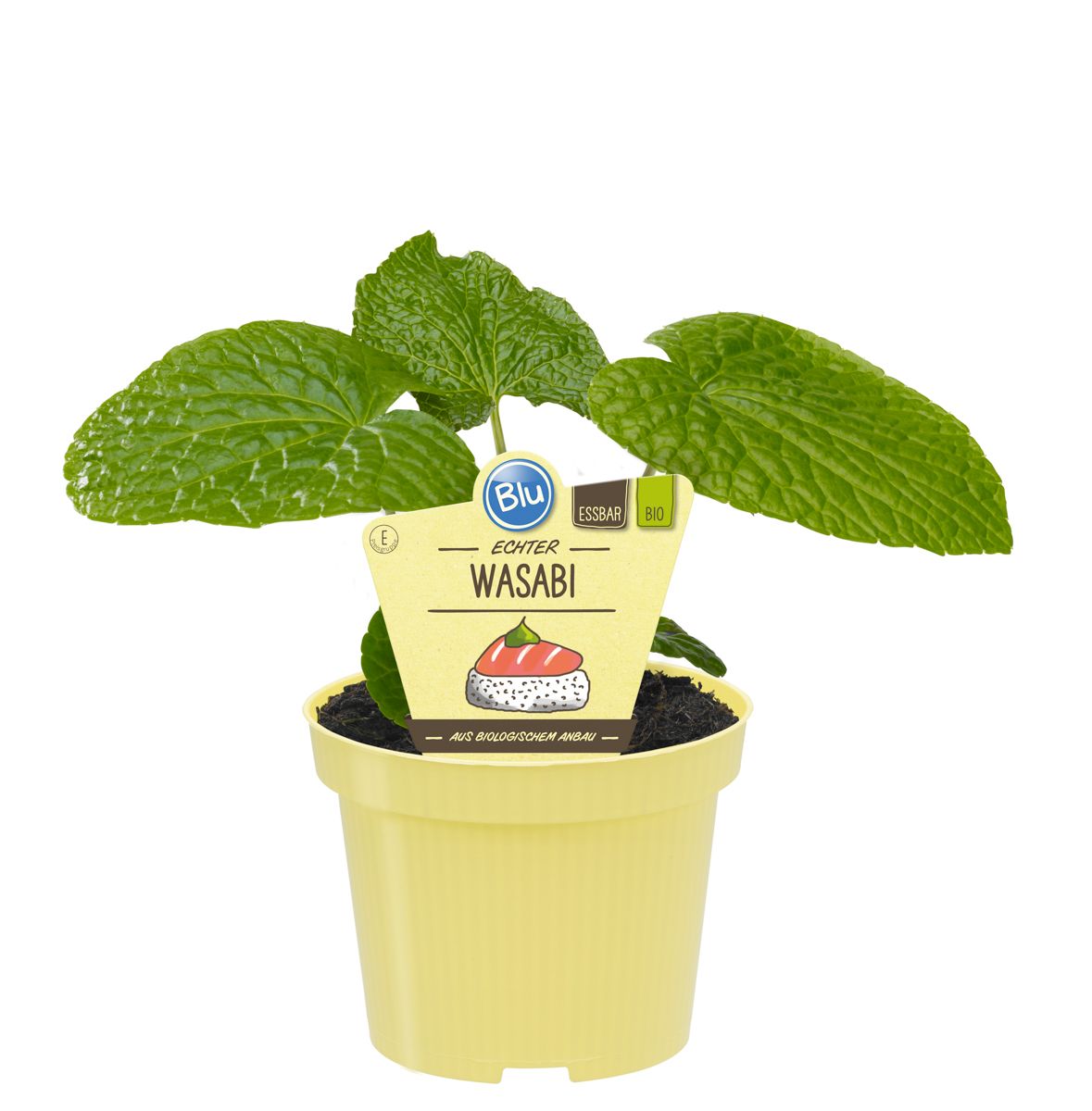 Bio Echter Wasabi - Blu Wasabia japonica günstig kaufen