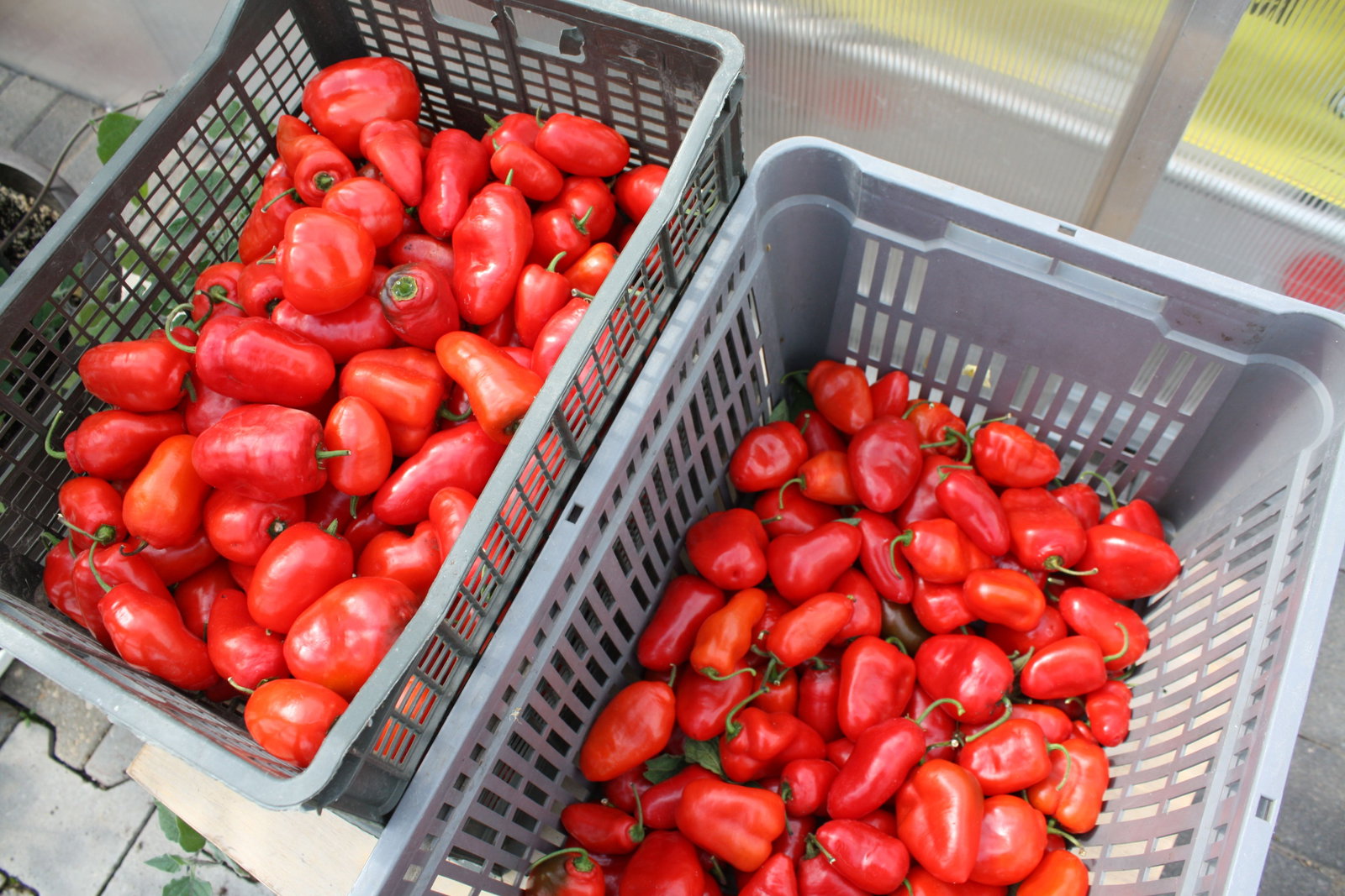 Bio Baum-Chili - Blu Capsicum pubescens günstig kaufen