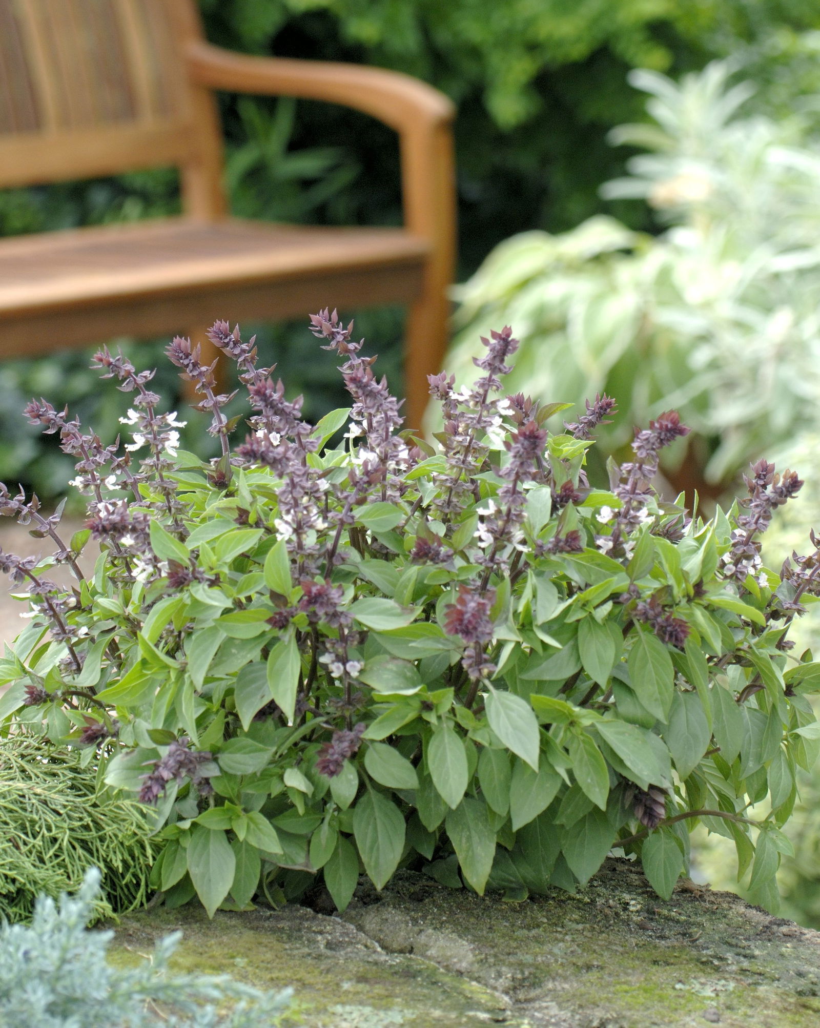 Blüten-Basilikum Belmona Pink - Ocimum basilikum Belmona günstig kaufen