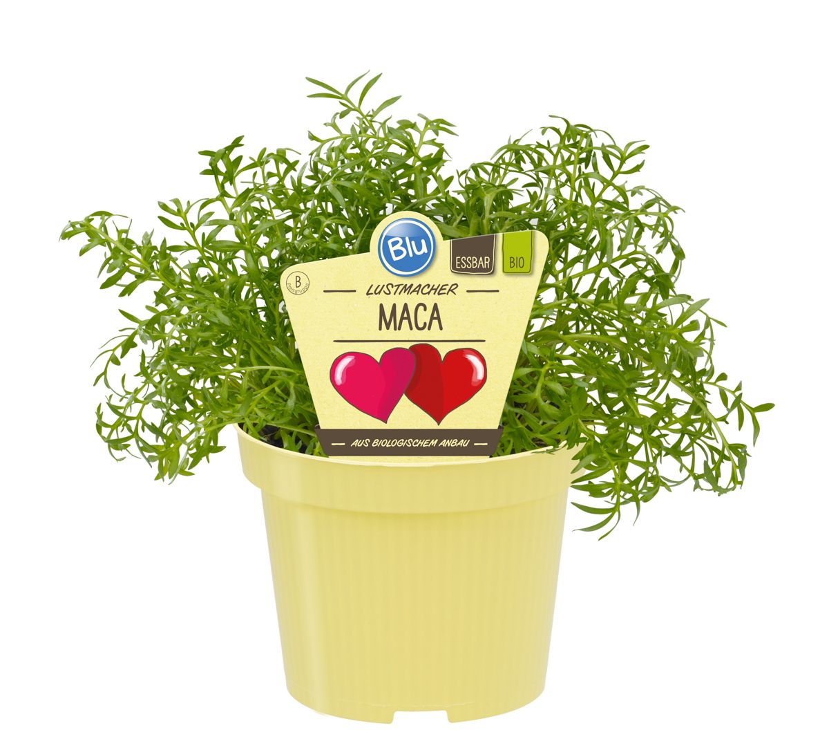 Bio Lustmacher Maca - Blu Lepidium peruvianum günstig kaufen